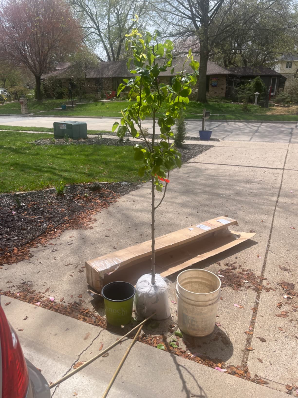 Amazon.com : EZ Growing Plants Cleveland Pear Tree (5 Gallon) : Patio ...