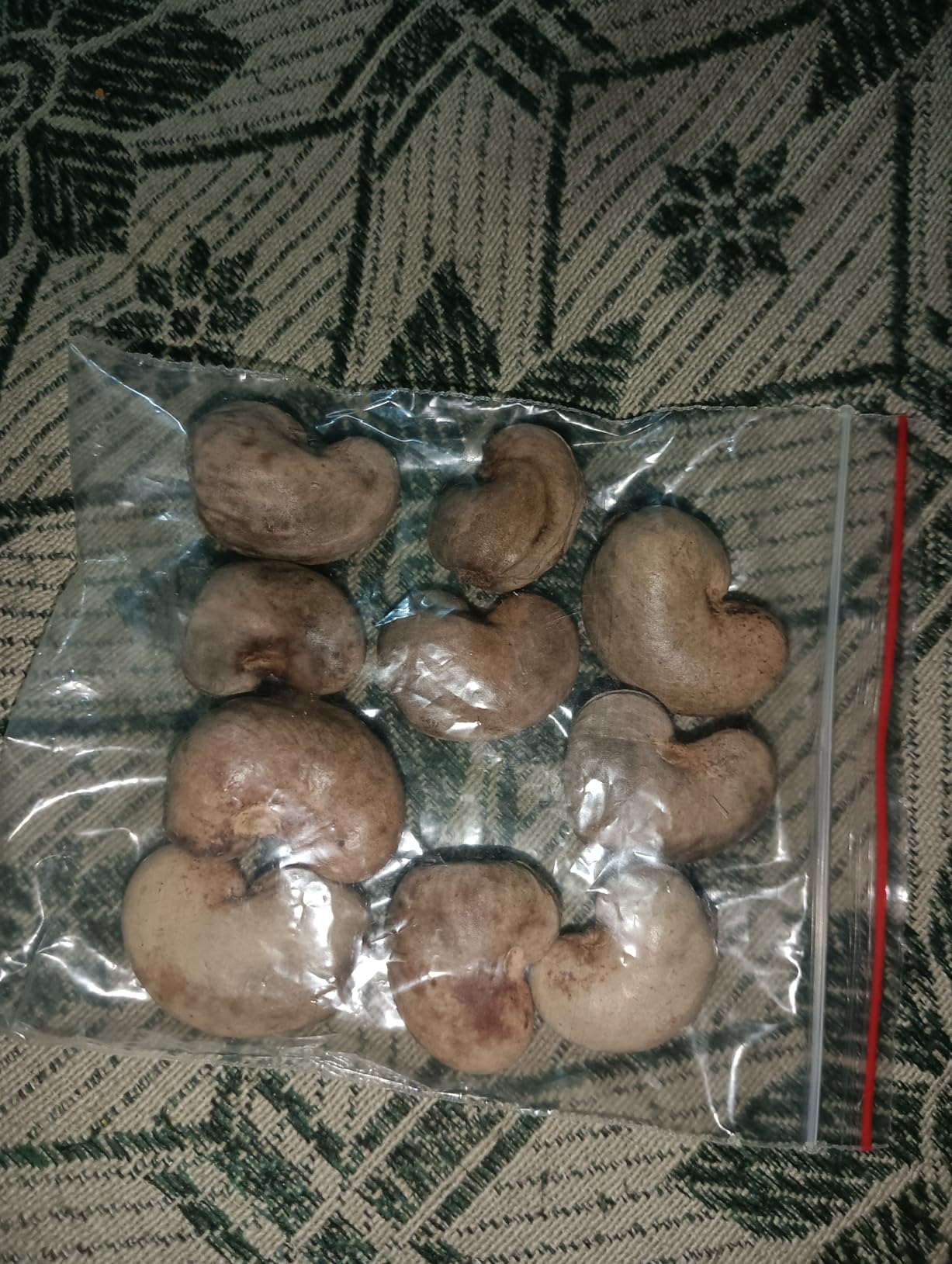 Kaju Seeds for Planting |Grow Cashew Trees at Home | Easy to Plant and ...