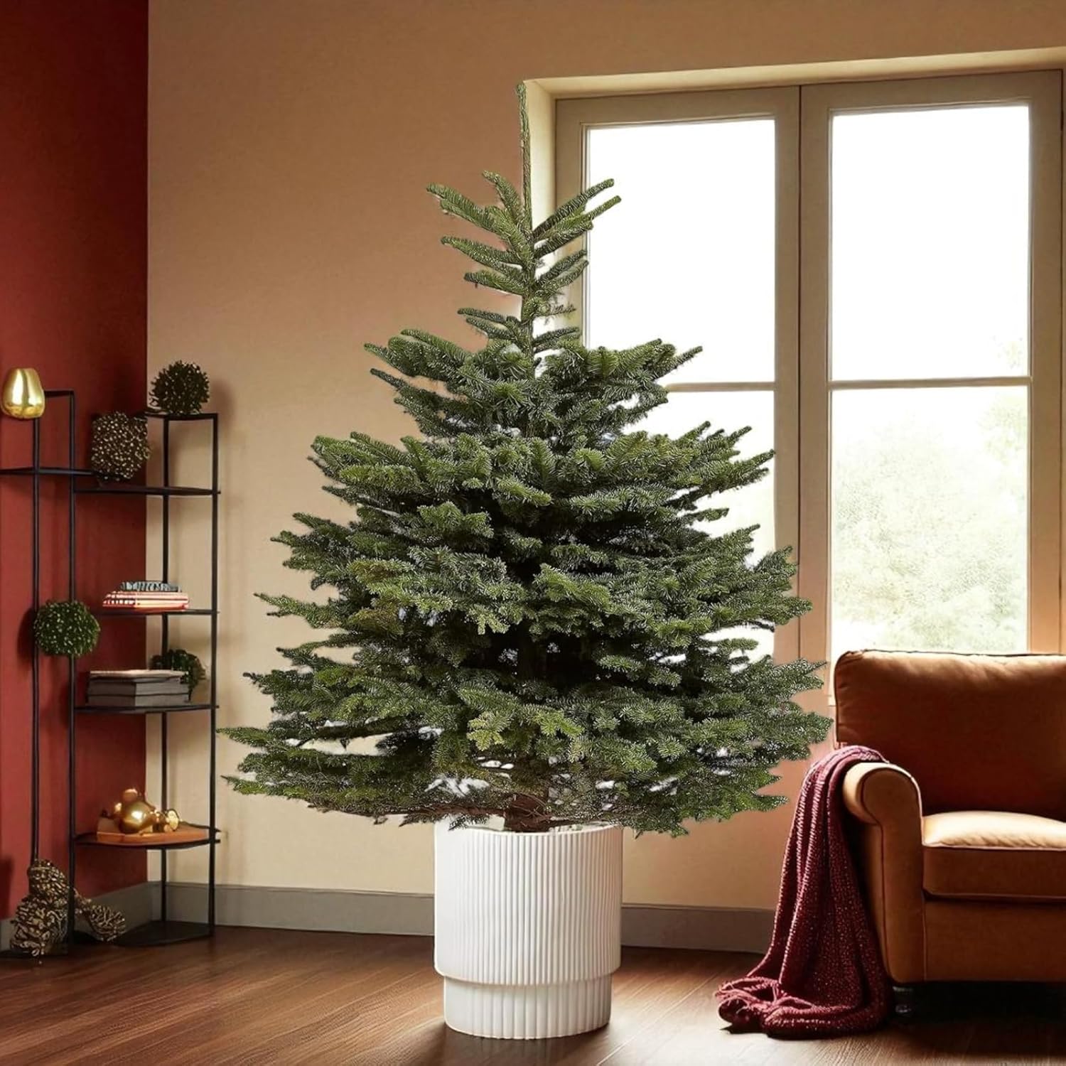 Carbeth Plants Noble Fir Pot Grown Christmas Tree - Real Living ...