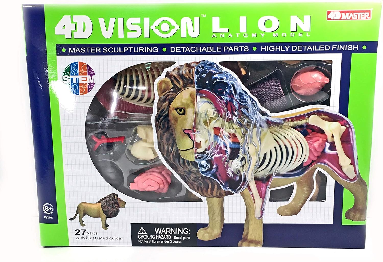 Lion Anatomy Model - Realistic Collectible with Kosovo | Ubuy