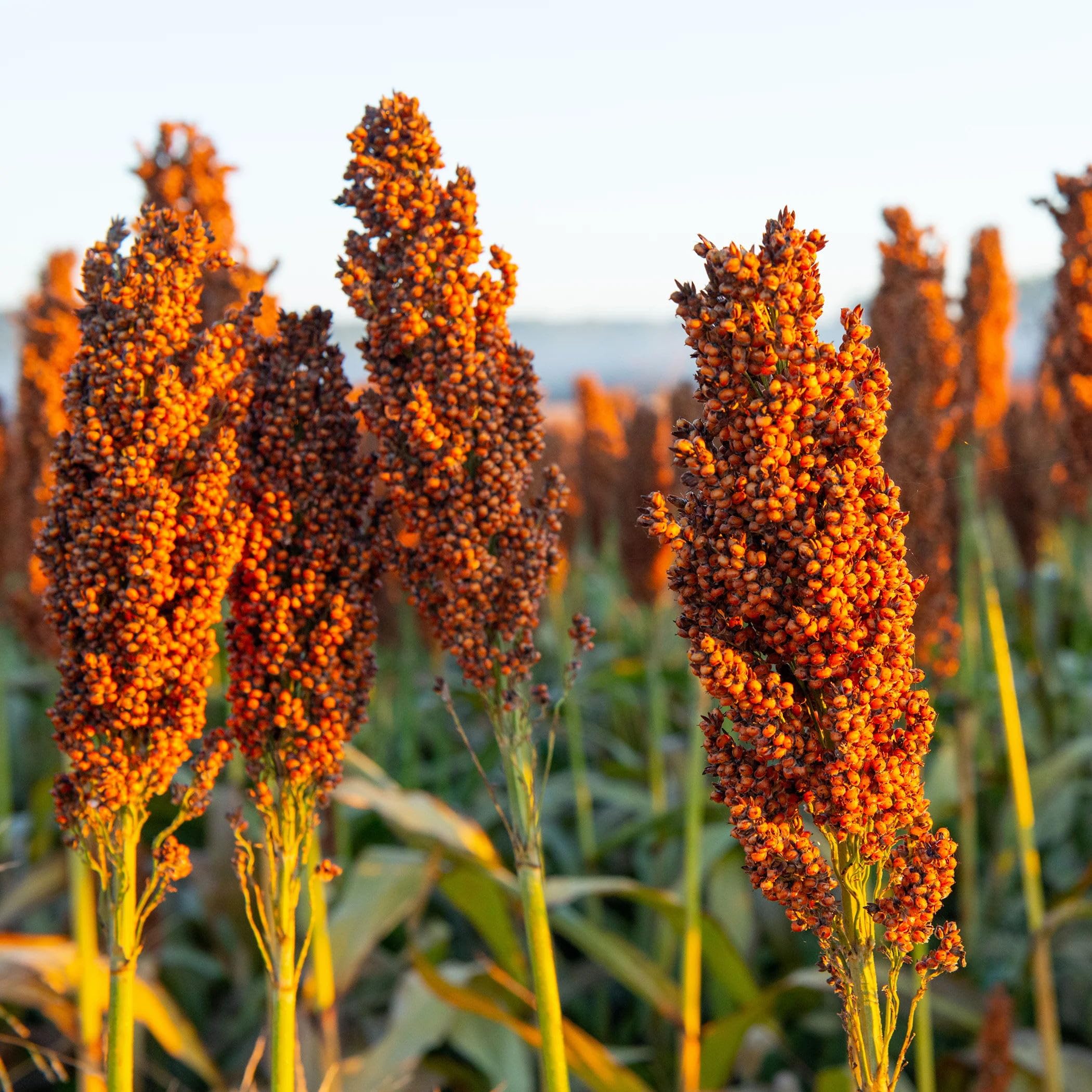 Sweet Sorghum Plant