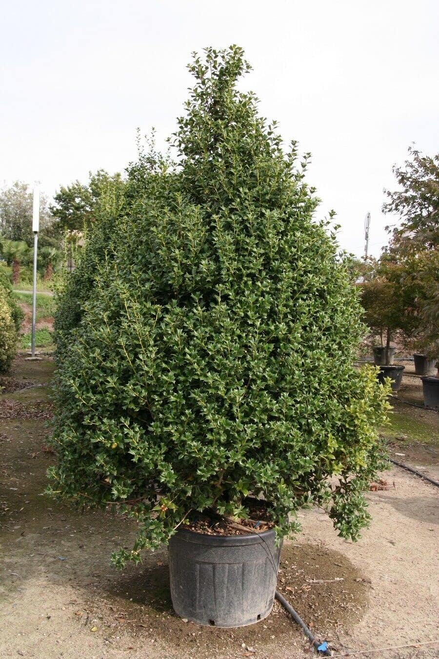 Agrifoglio "Ilex aquifolium" pungitopo pianta esemplare in mastello ø70 ...