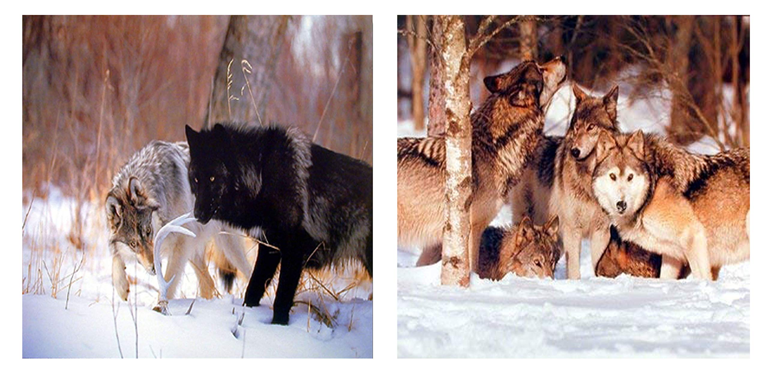 Black European Wolf