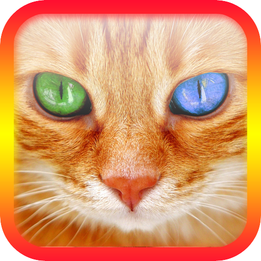 Guess the Cat - Cats Photo Quiz - App on the Amazon Appstore