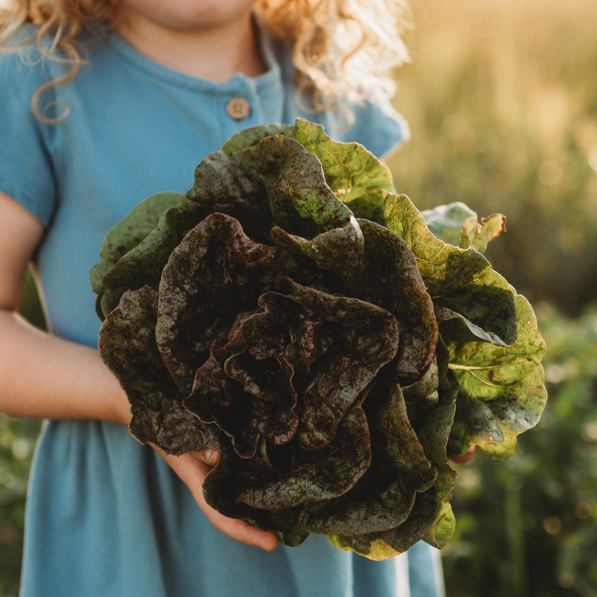Amazon.com : Speckled Butterhead (Bibb) Lettuce - 150 Seeds - Heirloom ...