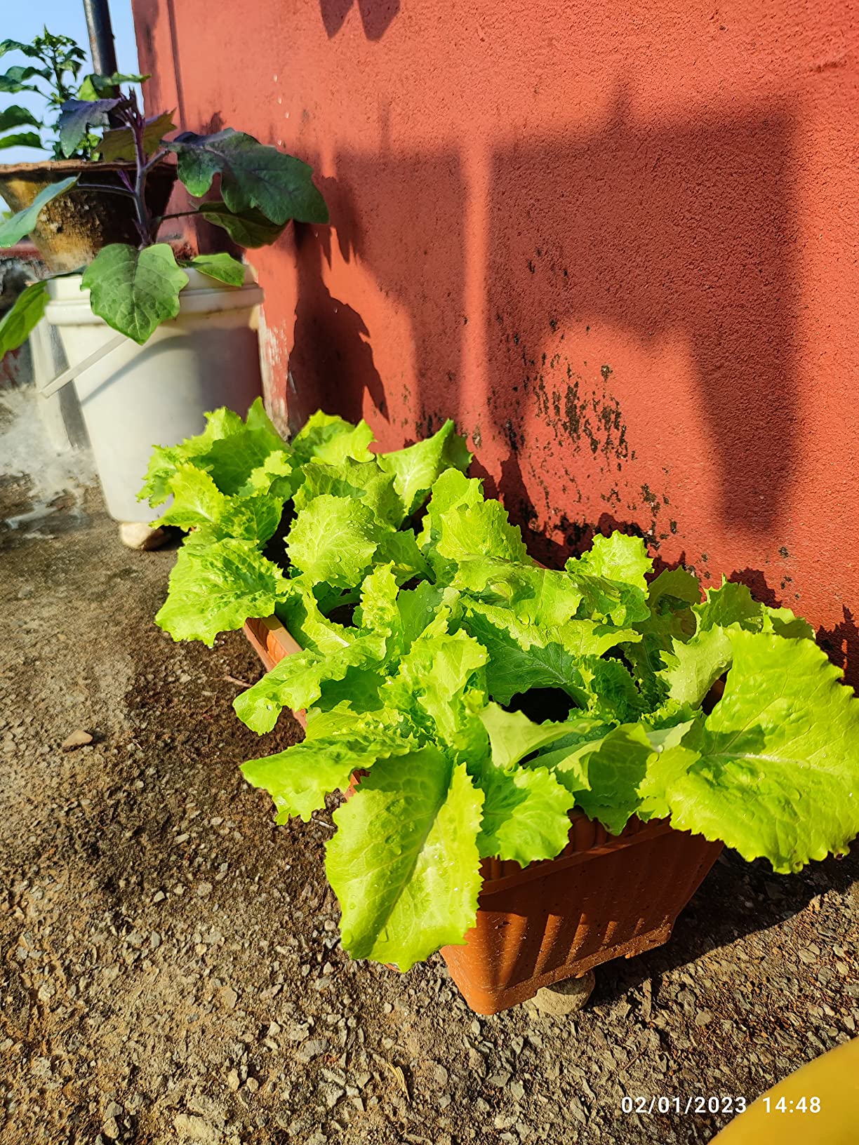 Exotic Lettuce Green Leaf/Batavia Seeds for Home Gardening (400 Seeds ...
