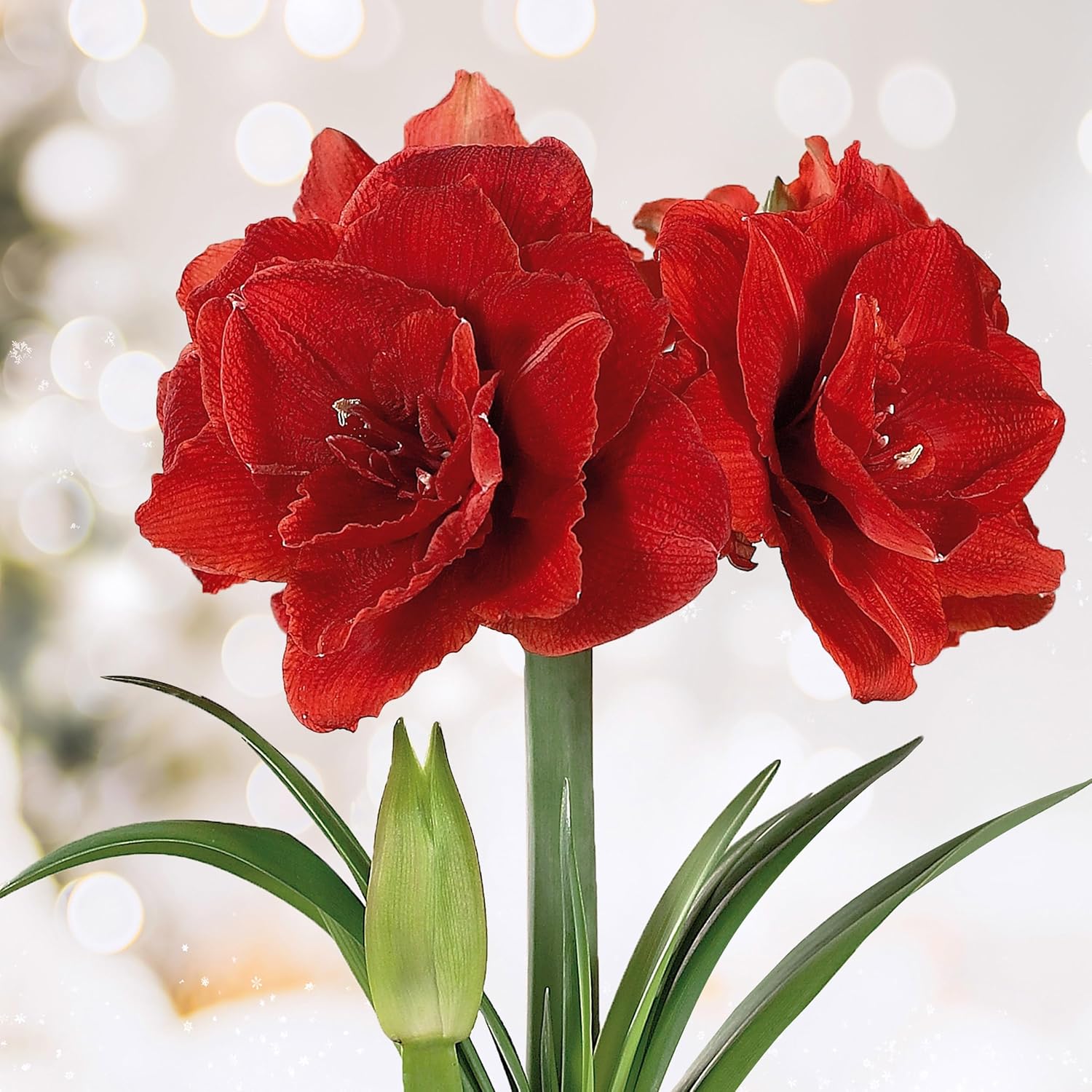 Amazon.com : Garden State Bulb Red Double Amaryllis Flower Bulb, 26 ...