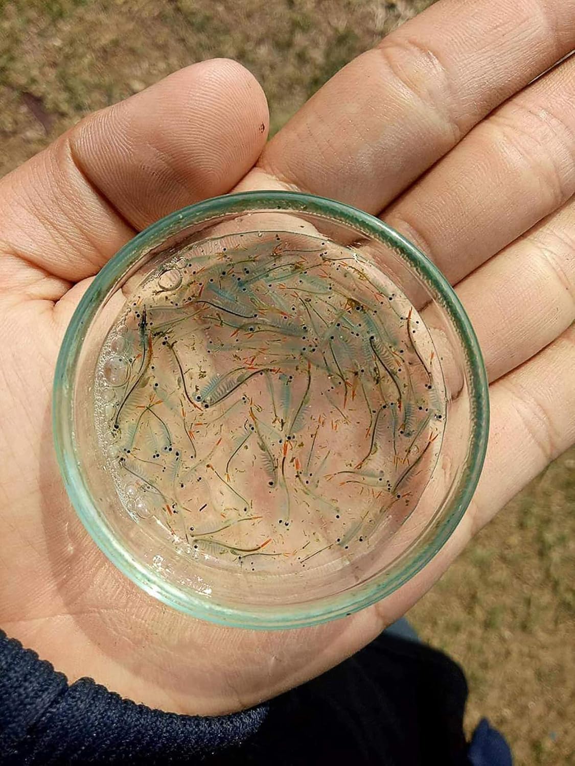 A.D.P. UTH Fish Food Fresh Eggs Fairy Shrimp Nepal | Ubuy