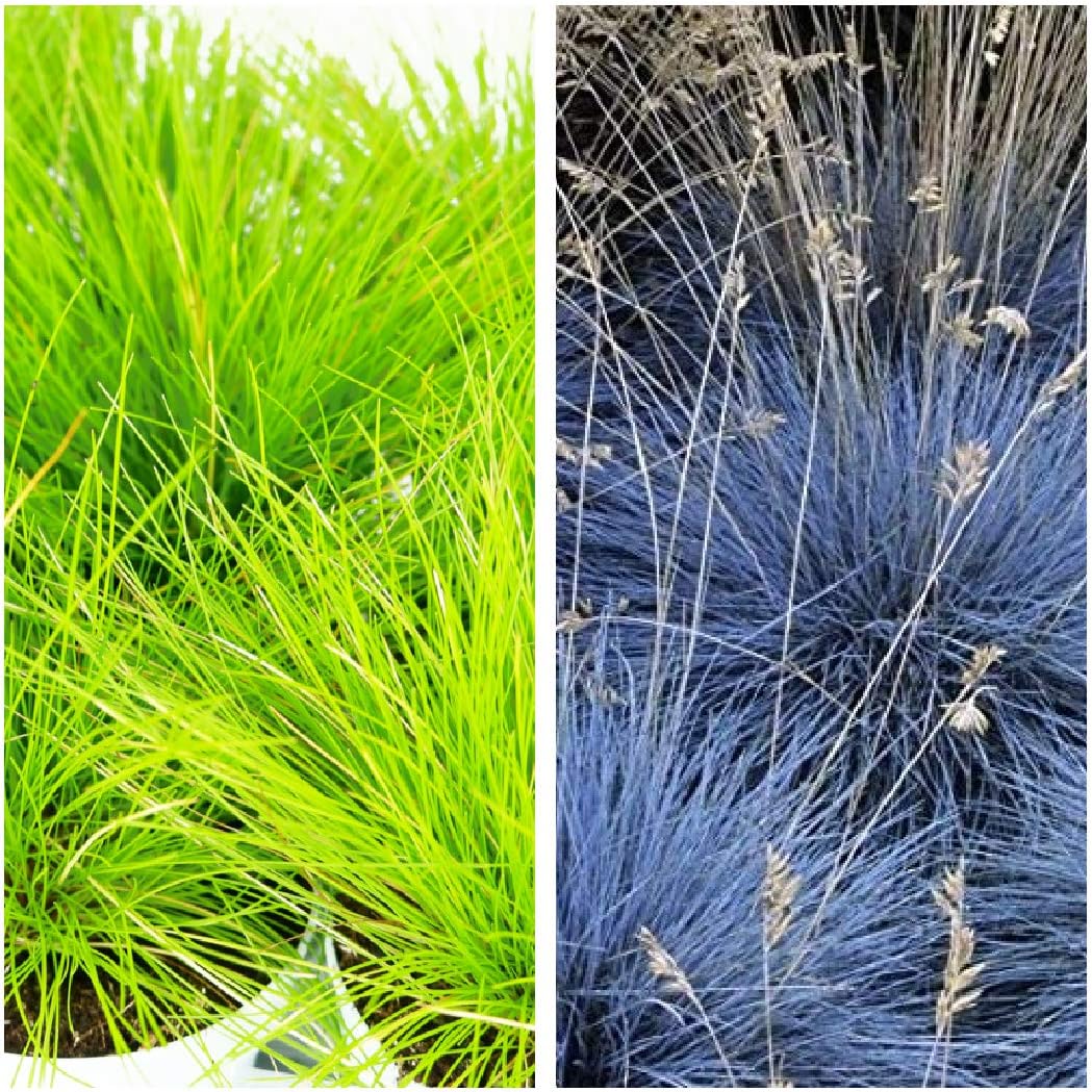 50 Blue Fescue Ornamental Grass Seeds - Festua Glauca/Elijah Blue - 50 ...