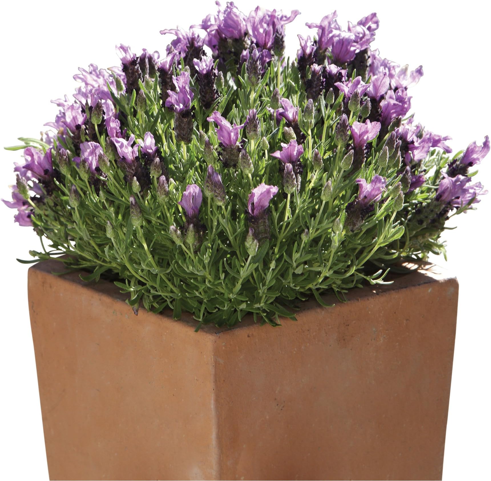 Amazon.com : Burpee Bandera Purple Lavender Seeds 25 seeds : Patio ...