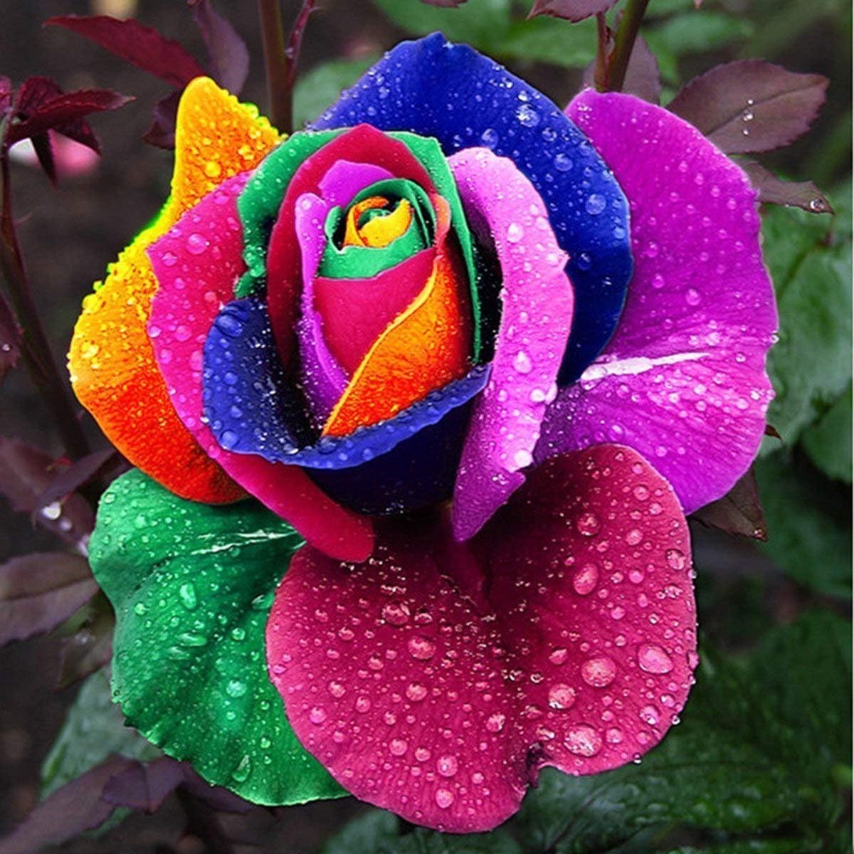 Colorful Rainbow Rose Flower Seeds - 1000 Pack Nepal | Ubuy
