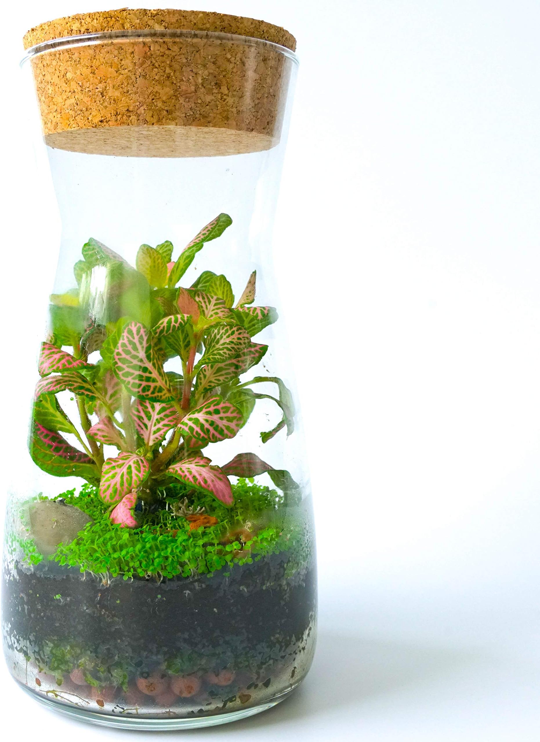 Small 3 Litre Curvy Corked Terrarium with Living Plants, Moss and Tool ...