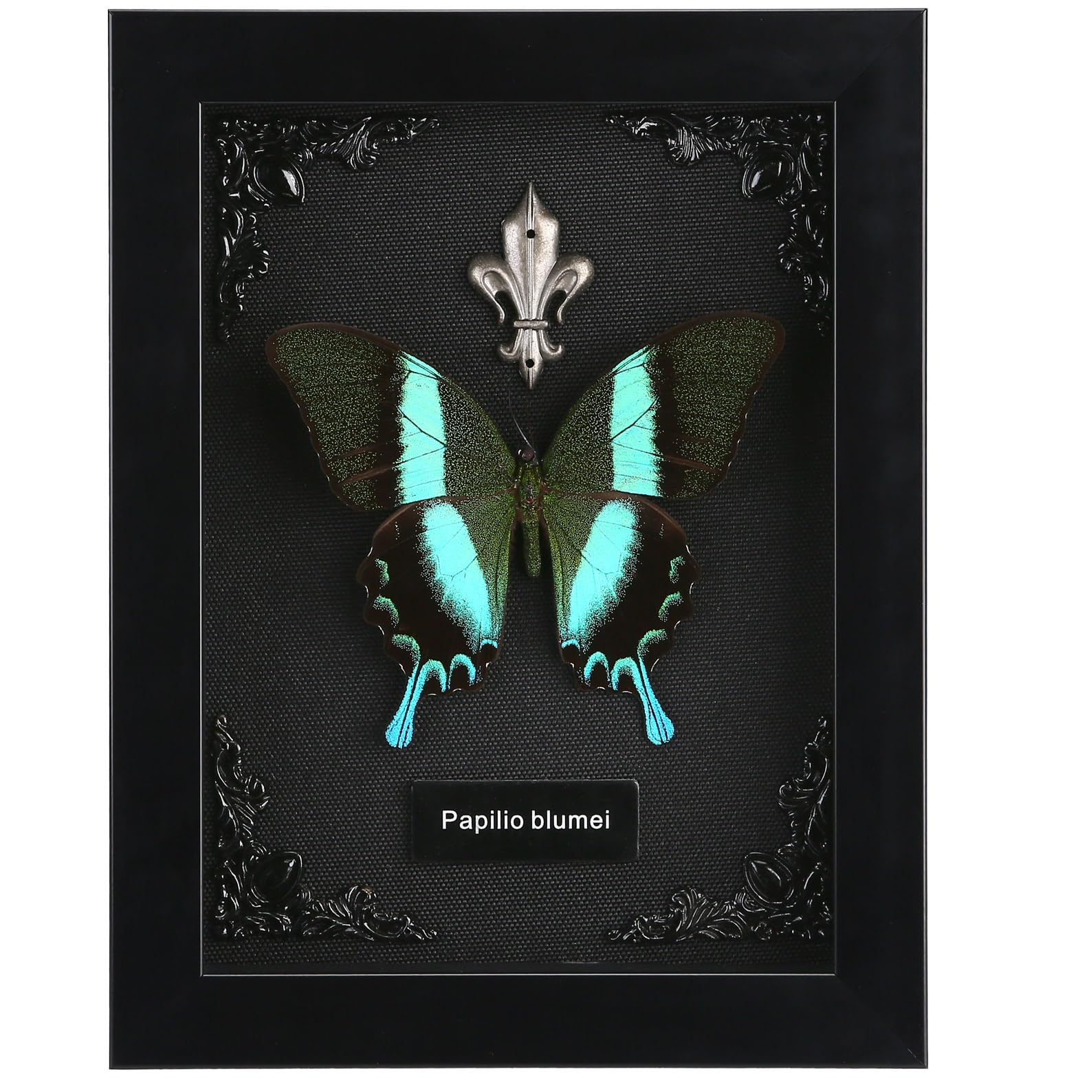 Amazon.com - Real Butterfly Framed Butterfly Taxidermy - Butterfly ...
