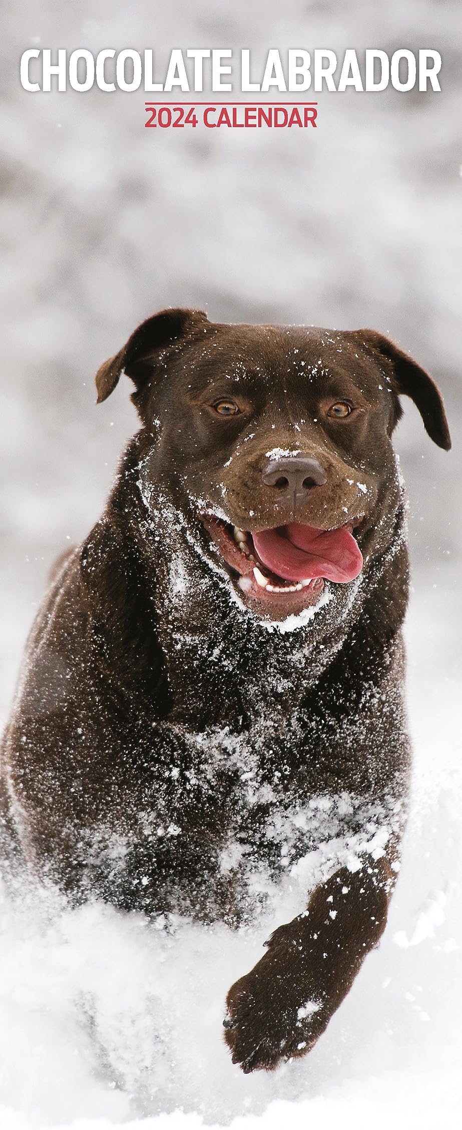 Labrador Chocolate Slim 2024 Calendar : Amazon.co.uk: Stationery ...