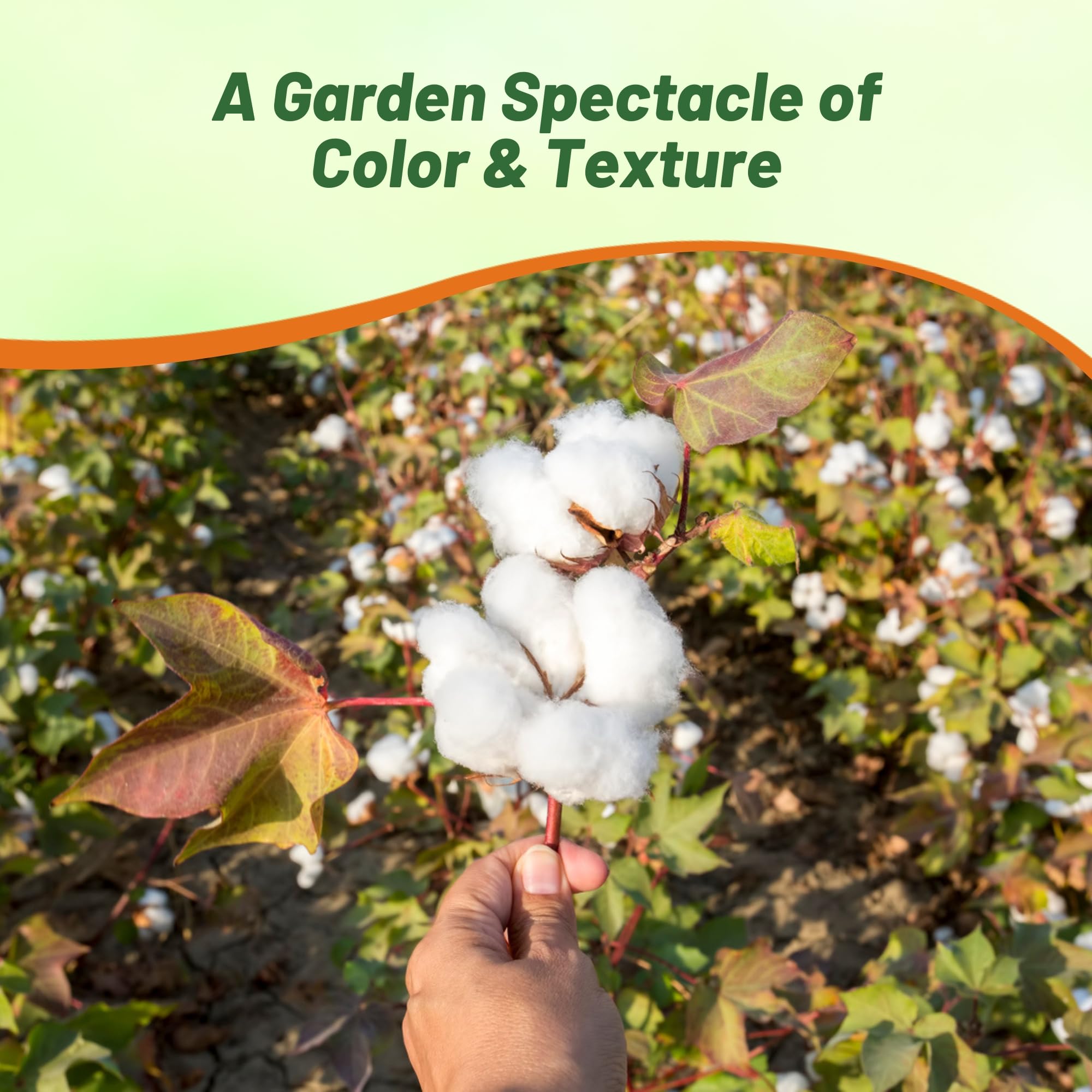 Cotton Seed Pod Name