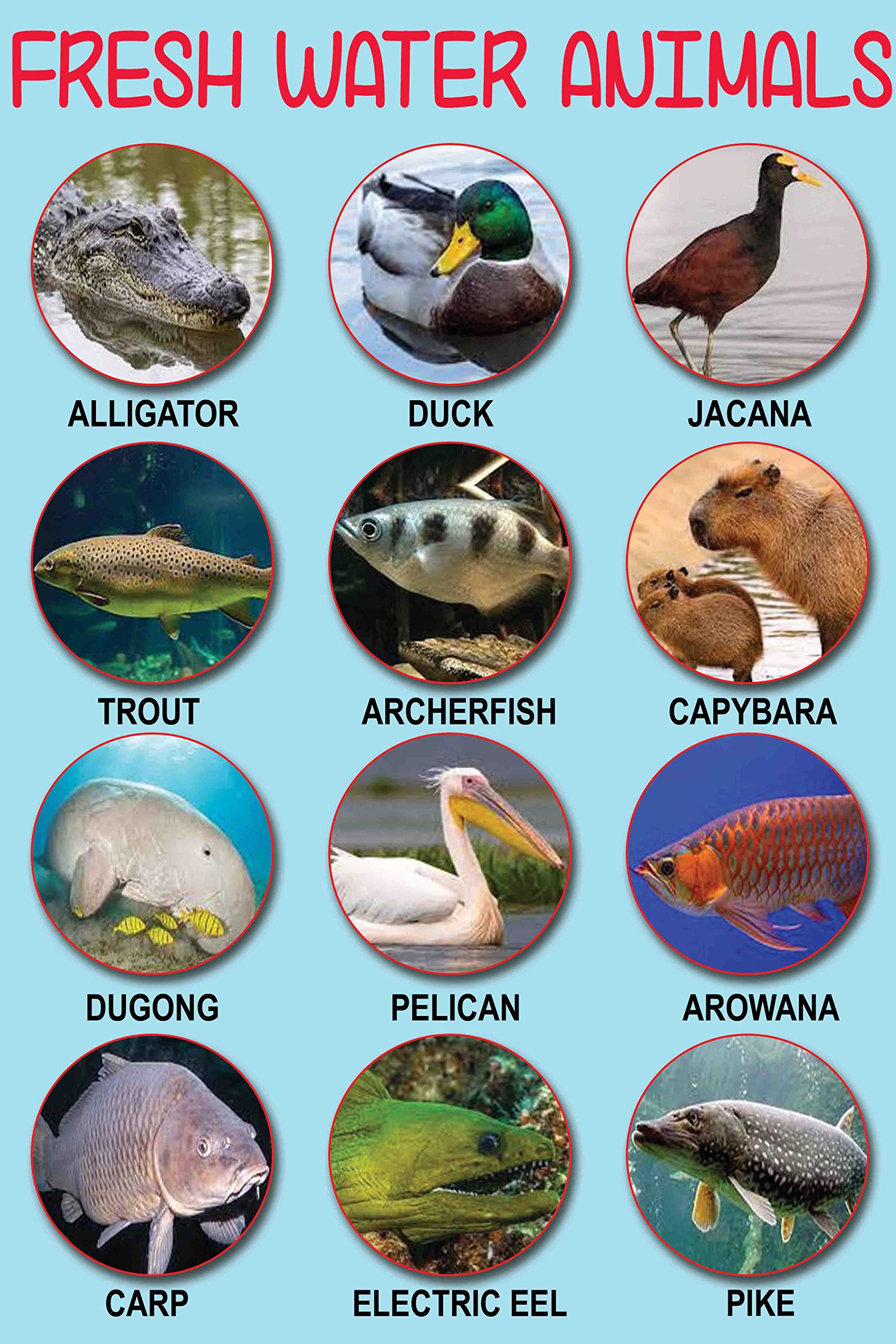Freshwater Biome Animals Names