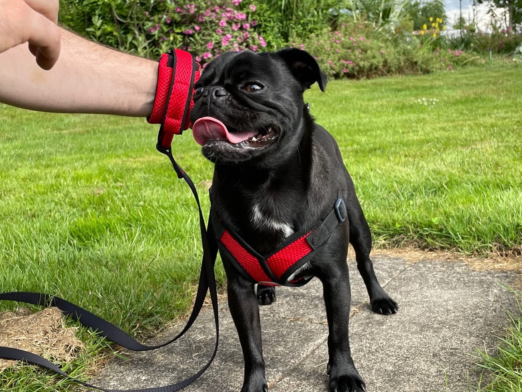 Snapklik.com : Comfort X Step In Harness - Red, Large - Comfort X Step ...