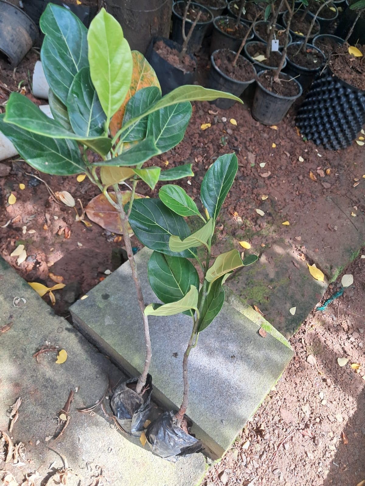 Oxiflora® Rare Red Flesh Jack fruitthailand grafted red jackfruit plant ...