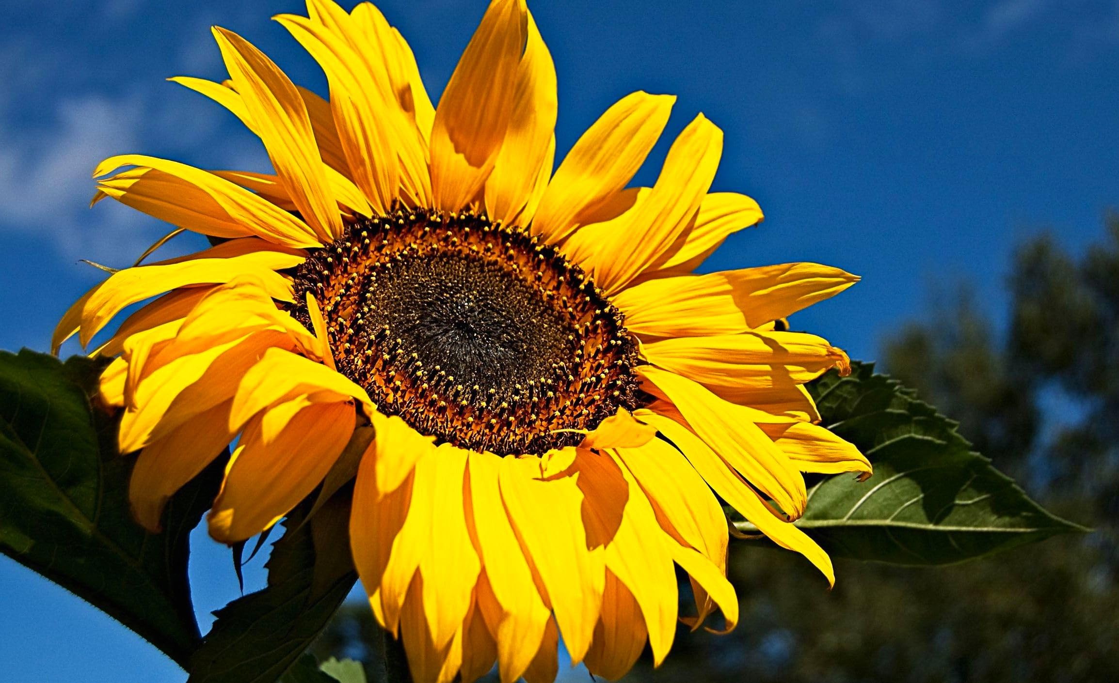 Amazon.com : Skyscraper Sunflower Seeds for Planting 40 Seeds Huge 15 ...