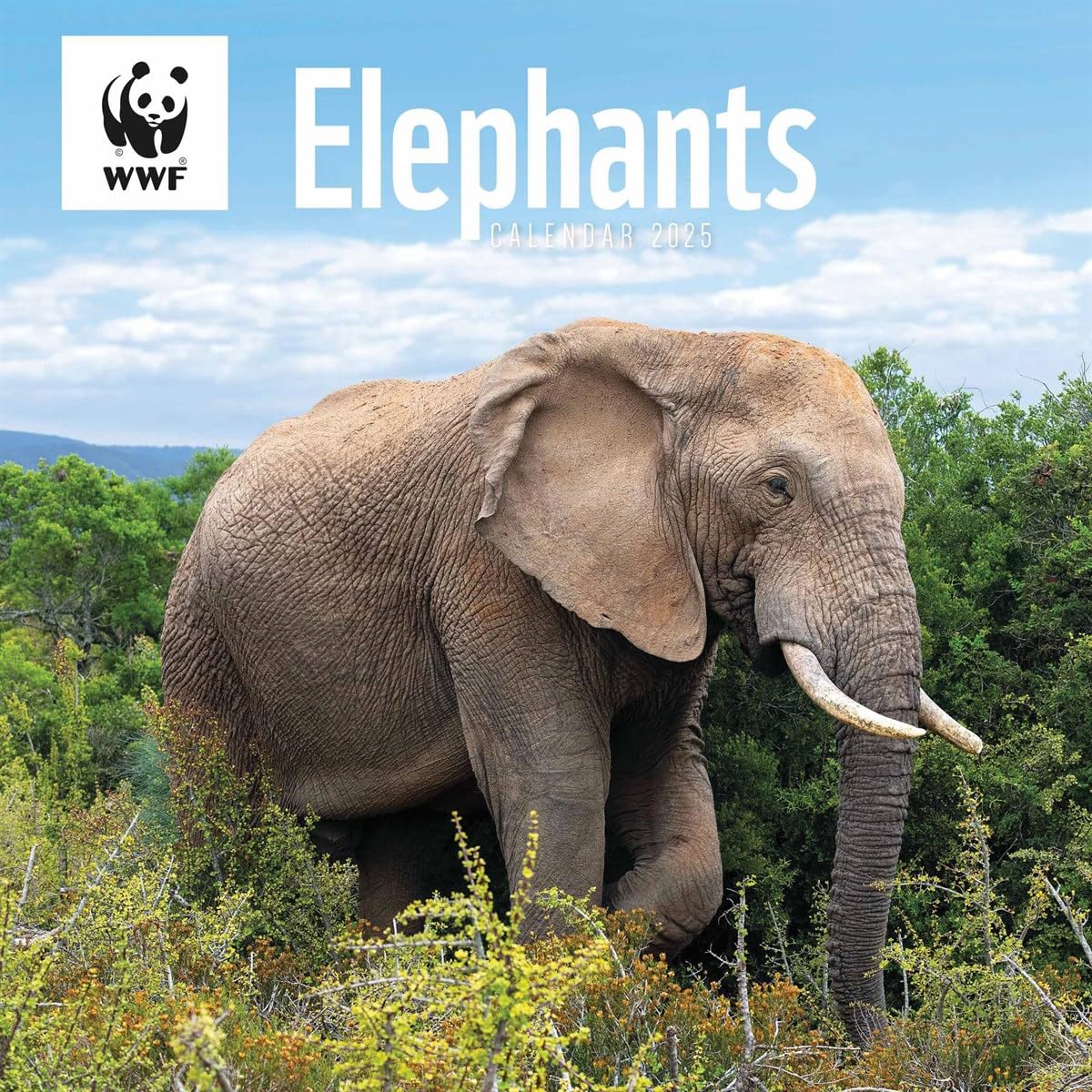 WWF Elephants Wall Calendar 2025 (PFP) : Amazon.in: Office Products