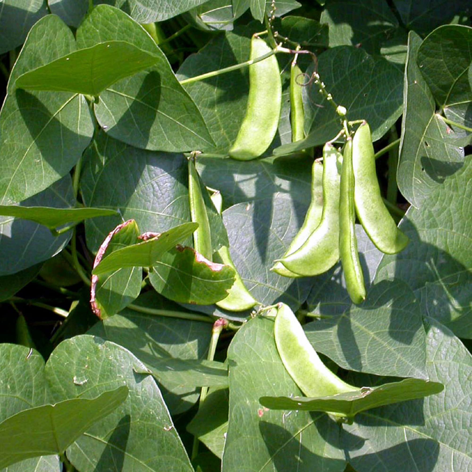 Cultivo De Frijoles De Lima FRIJOL LACTAO AGROMIPERU