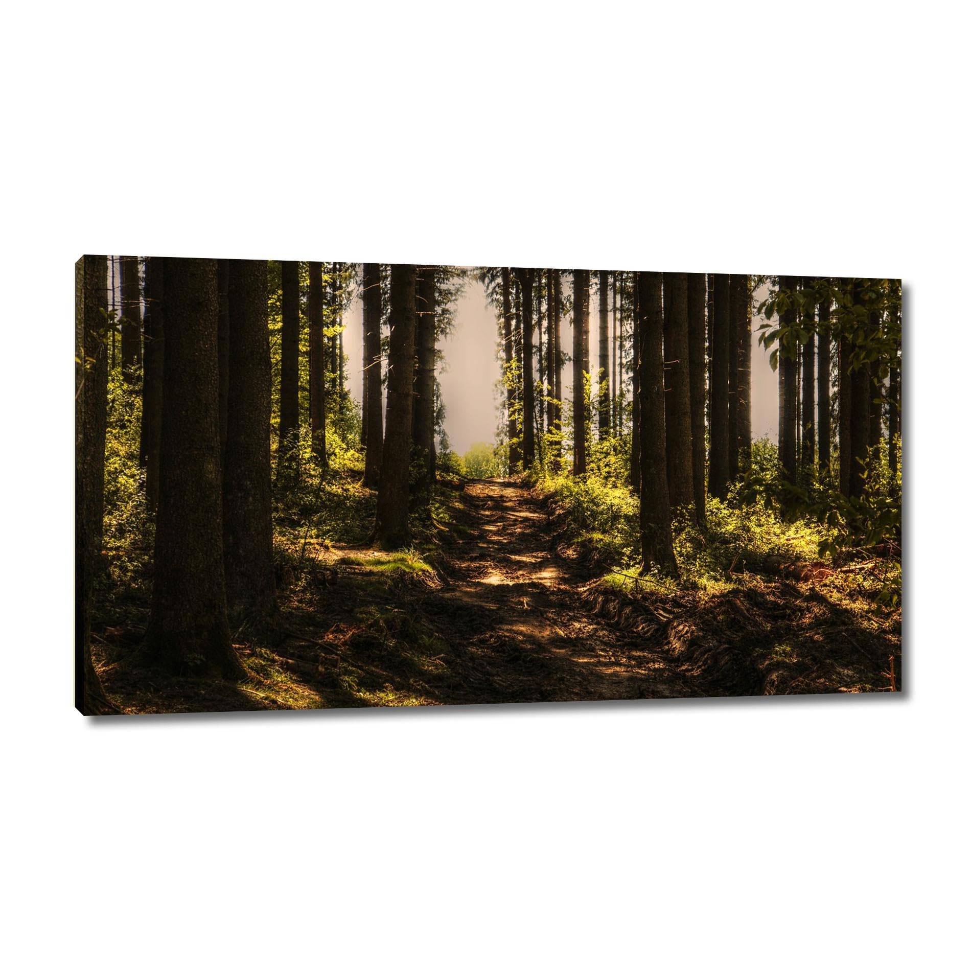 Kiefernwald Zeichnungen Waldprojekte Eqviva