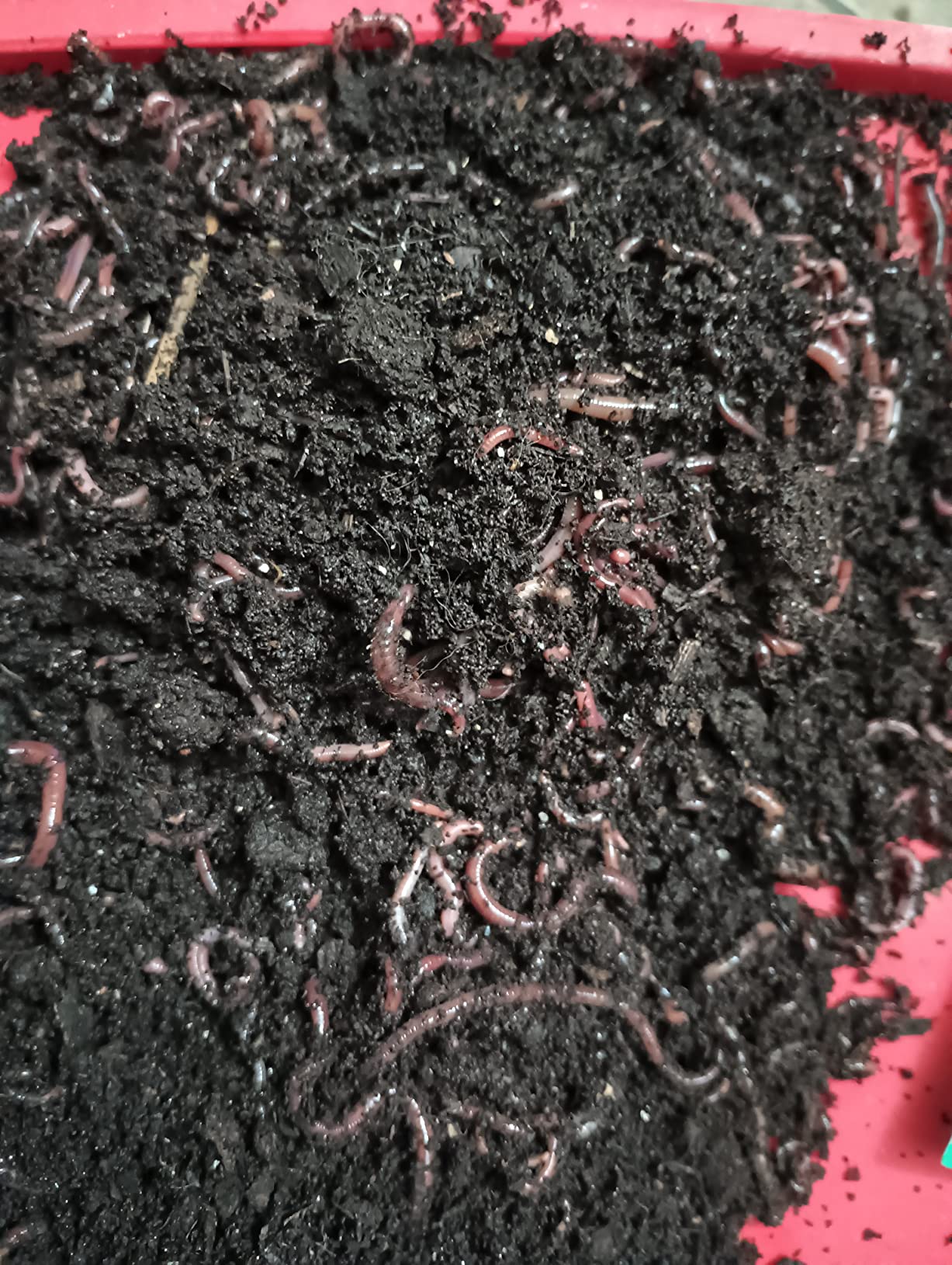 Amazon.com : HomeGrownWorms.com - 500 Red Wigglers - Composting Red ...