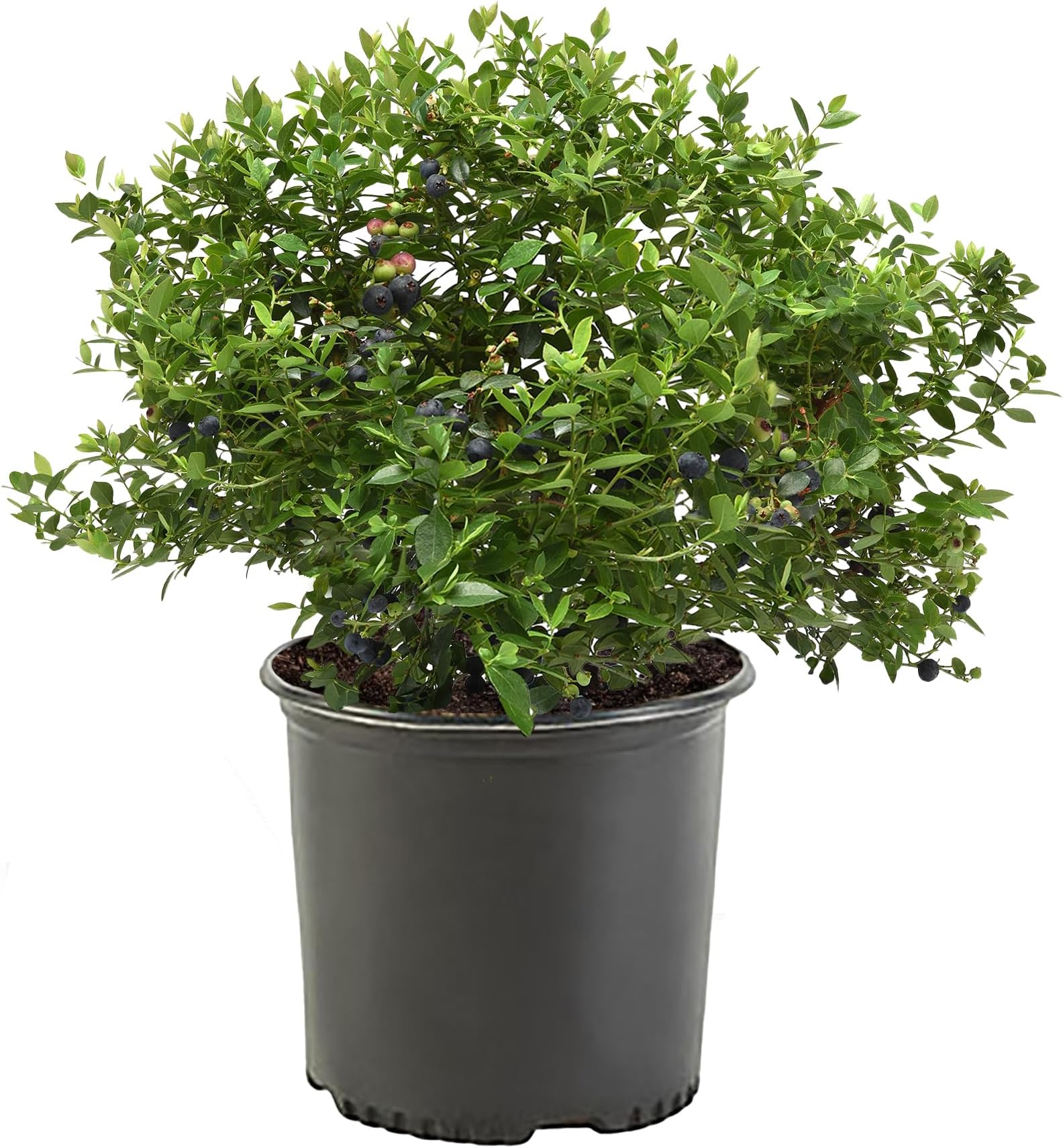 Amazon.com : 2.25 Gallon Duke Blueberry Plant : Patio, Lawn & Garden