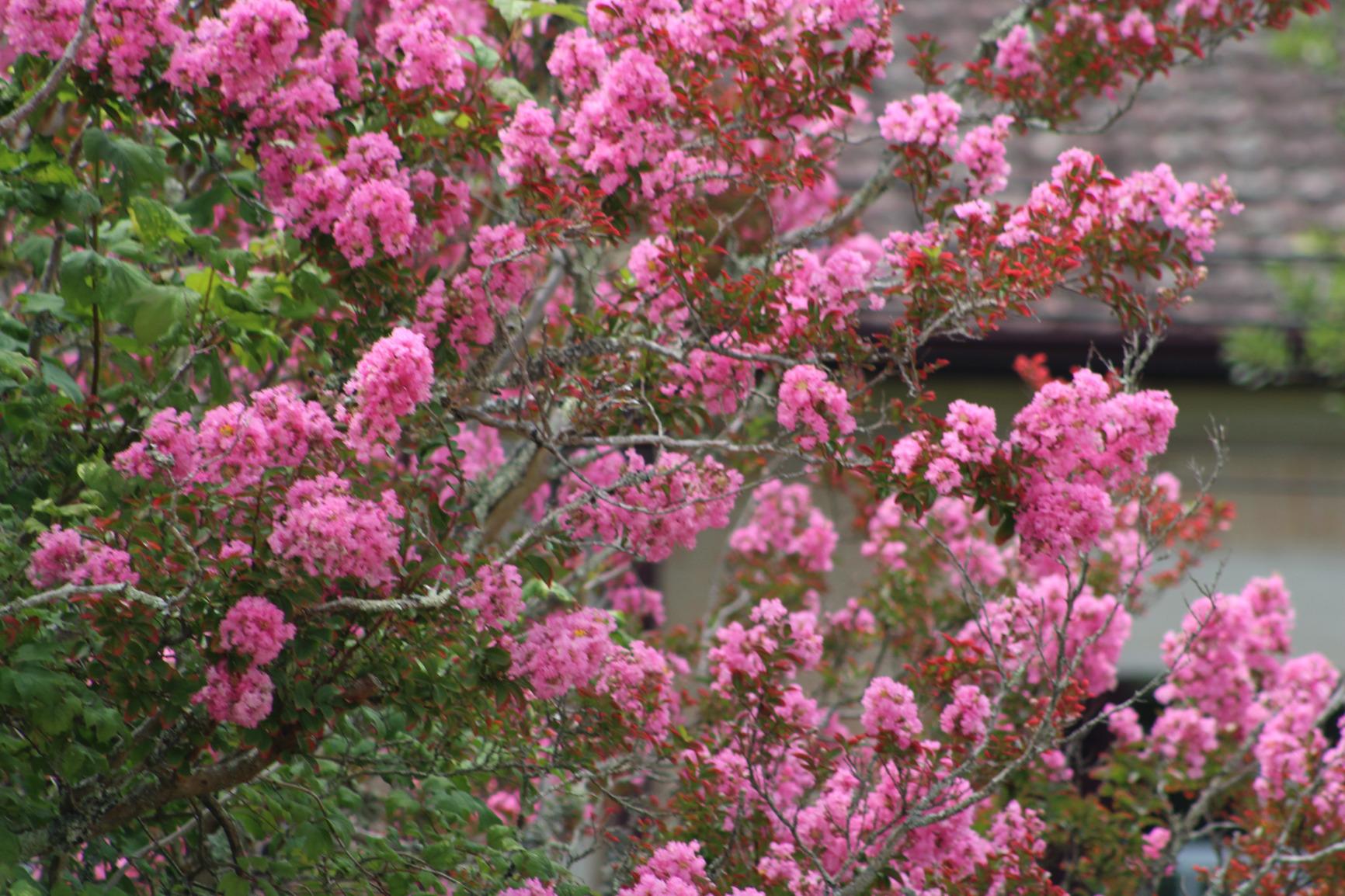 King Arthur : Deller Consort, Purcell Henry: Amazon.fr: CD et Vinyles}