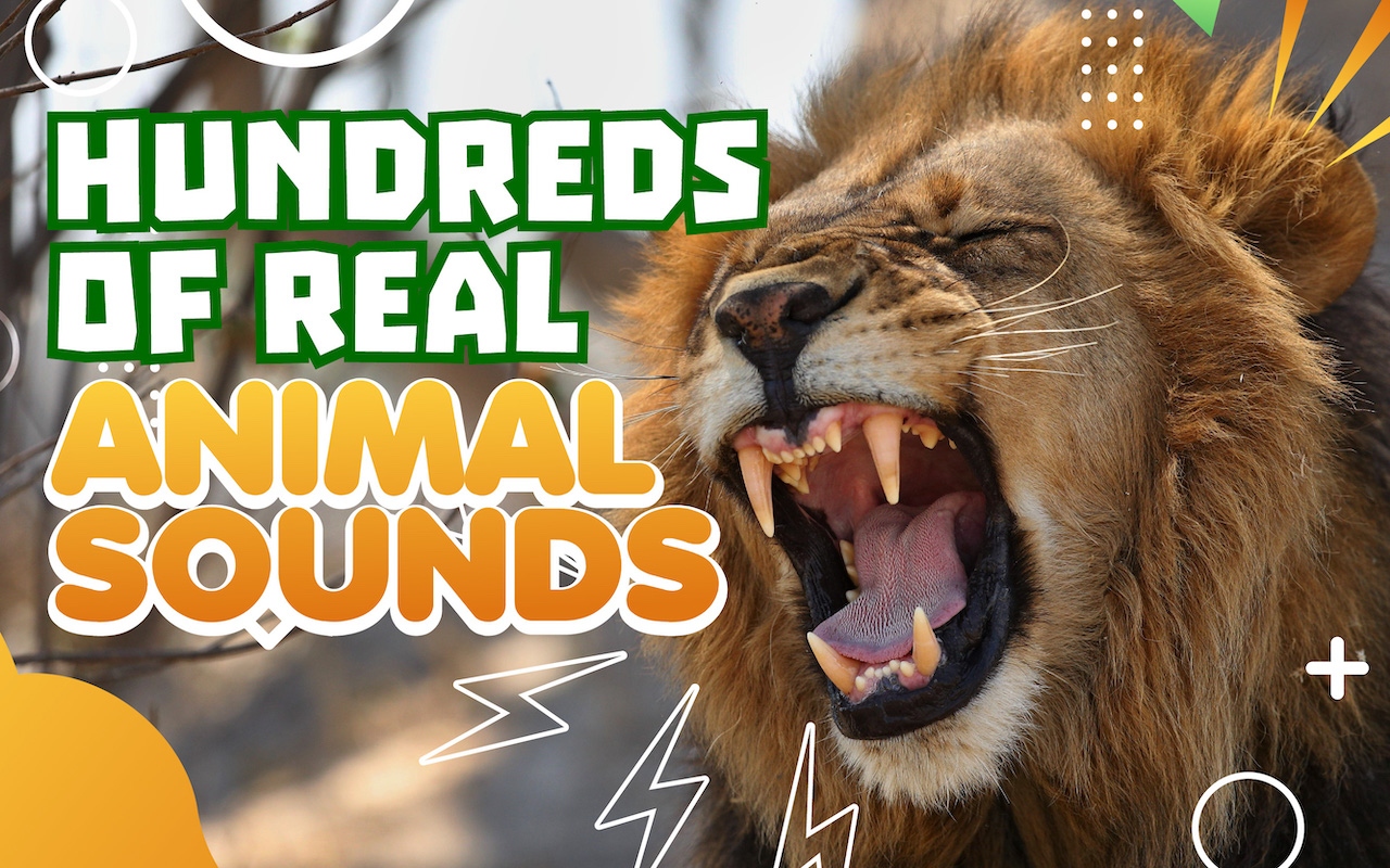 Amazon.ca: Animal Sounds : Alexa Skills