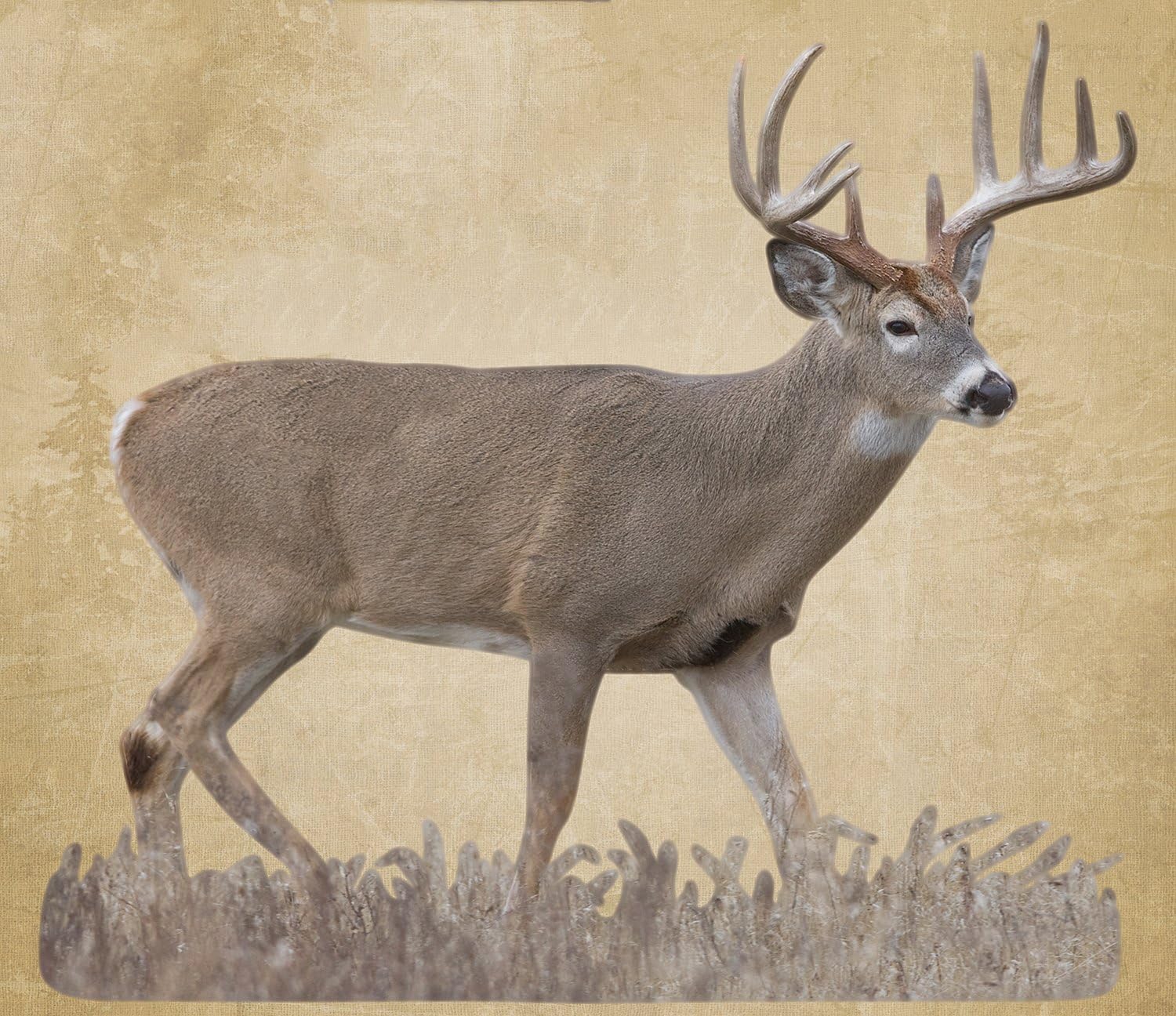 Amazon.com: Mossy Oak Graphics 24041-MW 'Whitetail Buck Broadside Right ...