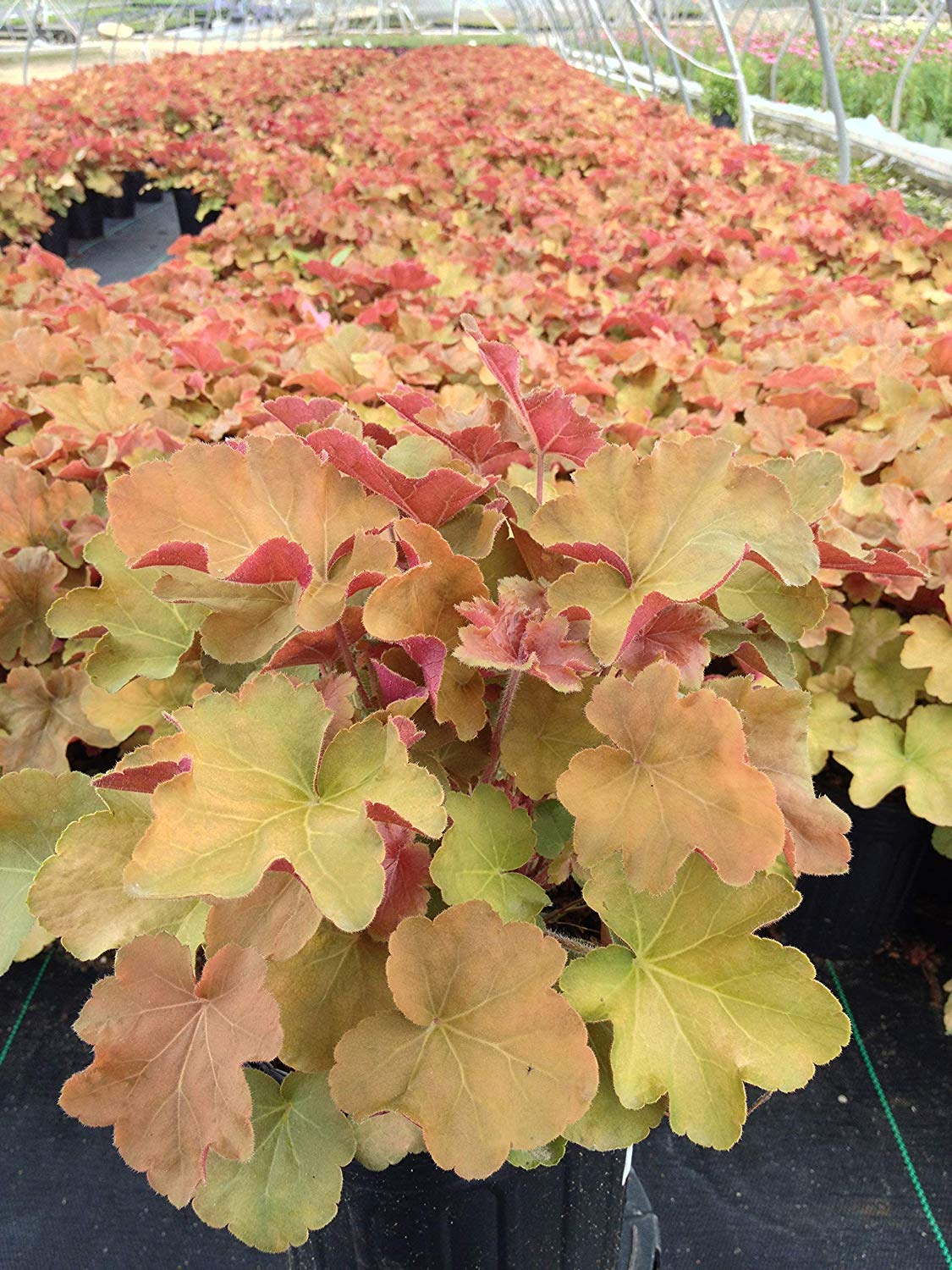 Coral Bells Caramel