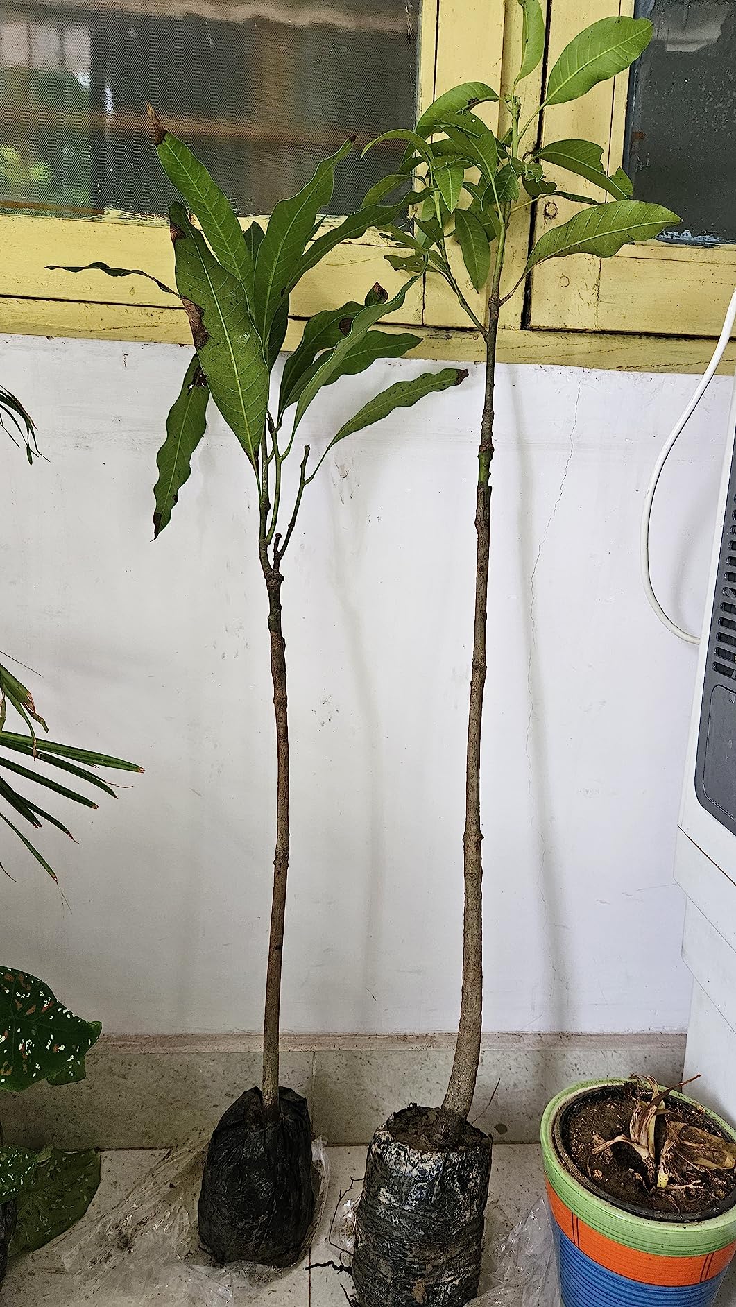 Native Earth Miyazaki Mango Plant Original Grafted - 1 Healthy Live ...