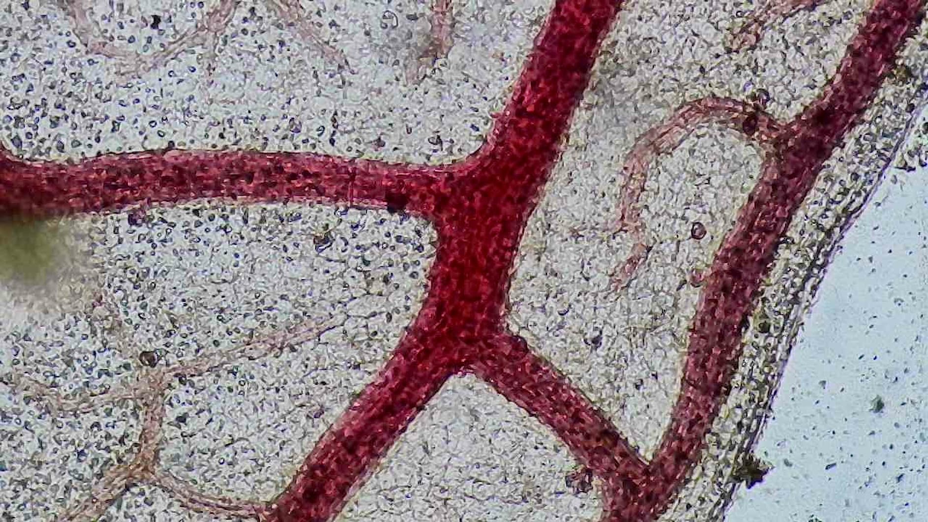 Smiledrive WiFi Digital Microscope for Students Kids Lab 2000x ...