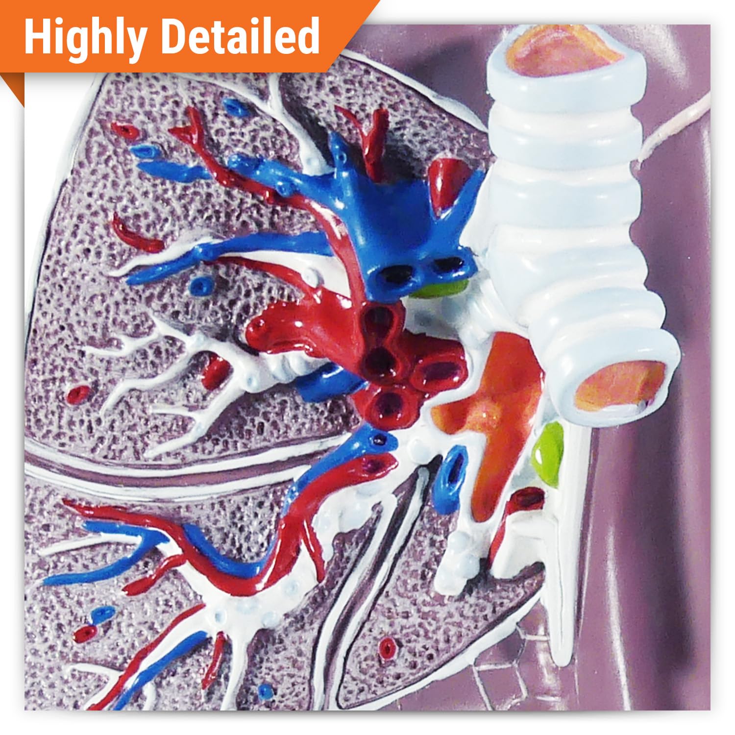 Snapklik.com : Lung Model, Replica For Human Anatomy And Physiology ...