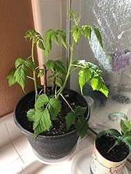 Amazon.com : Anne Golden Raspberry Plants-Bare Root Canes–Sweet ...