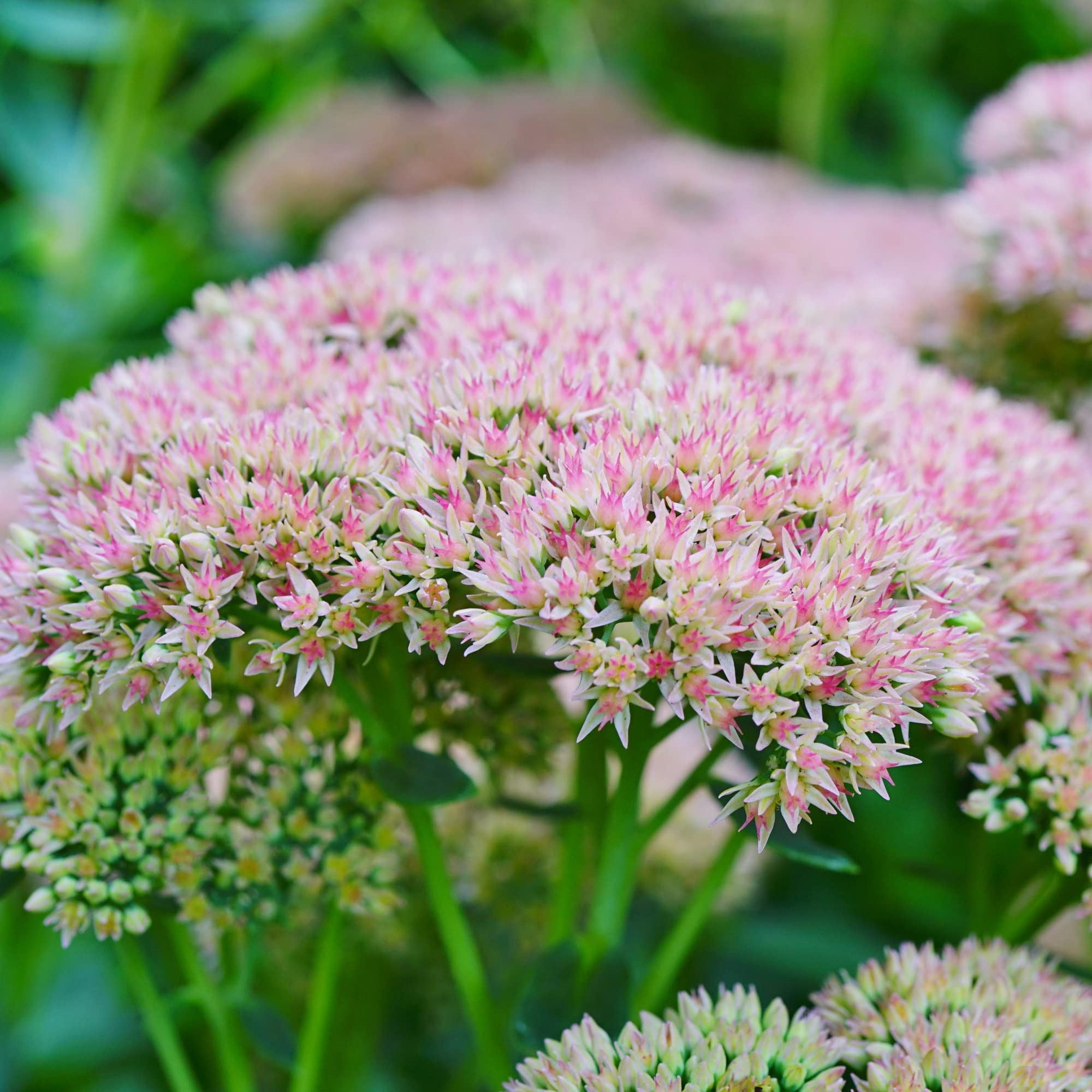 Sedum Fall Perennial Flowers Sedum Autumn Fire | Two Live Perennial