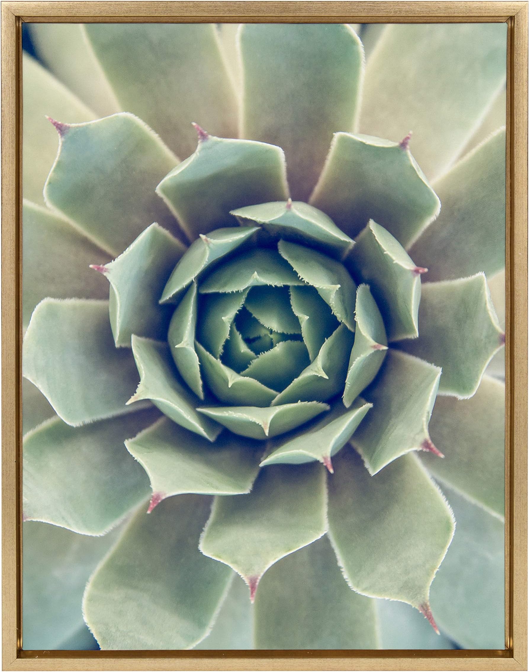 Amazon.com: Kate and Laurel Sylvie Succulent Framed Canvas Wall Art by ...