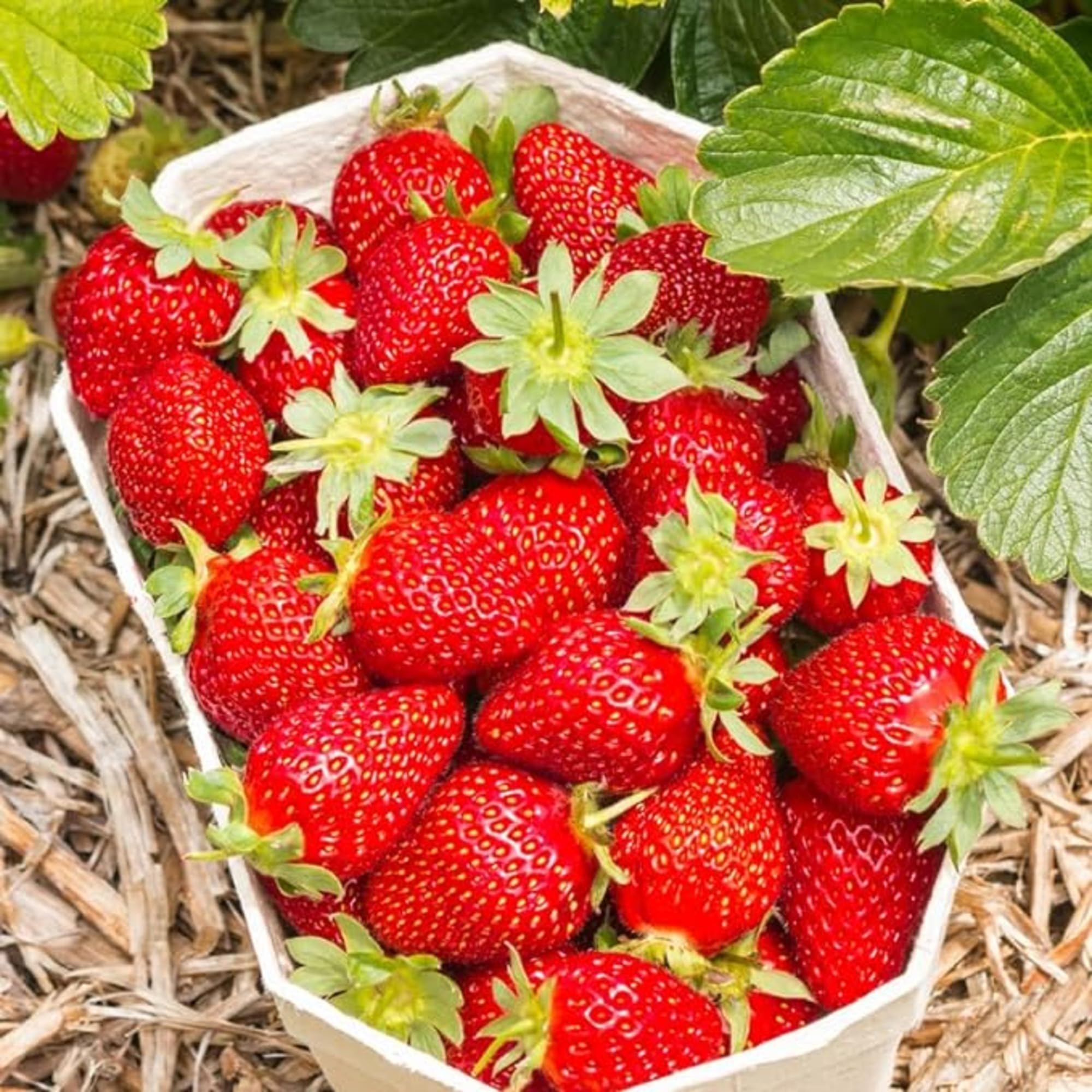 Amazon.com : Organic Camarosa Strawberry Plant, Camarosa Strawberry ...