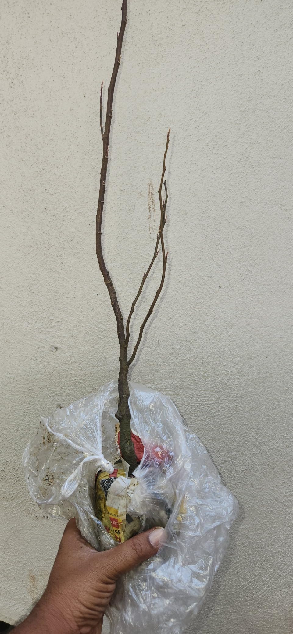 Siam Garden Live Star Fruit Carambola Kamrak or Kamranga Plant in Pot ...