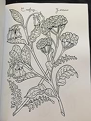Medicinal Plant Coloring Book: An Herb Guide (Beautiful Adult Coloring ...