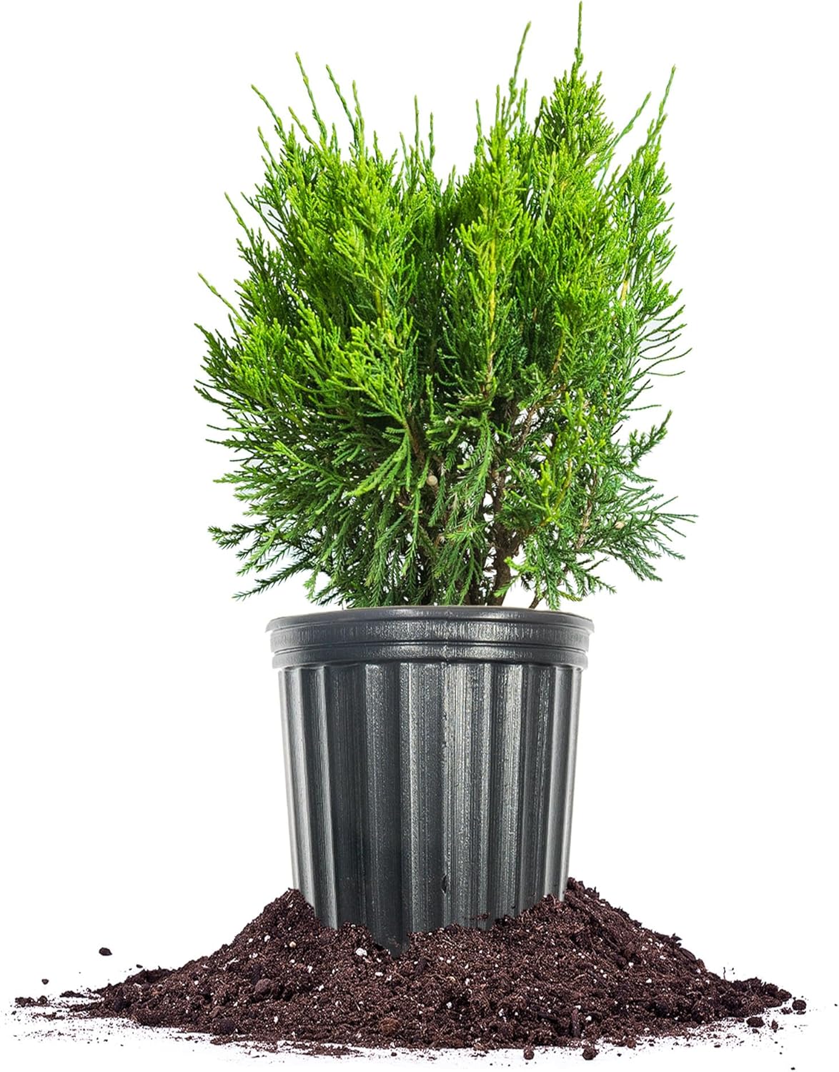 Amazon.com : Perfect Plants Sea Green Juniper 3 Gallon | Live Shrub for ...
