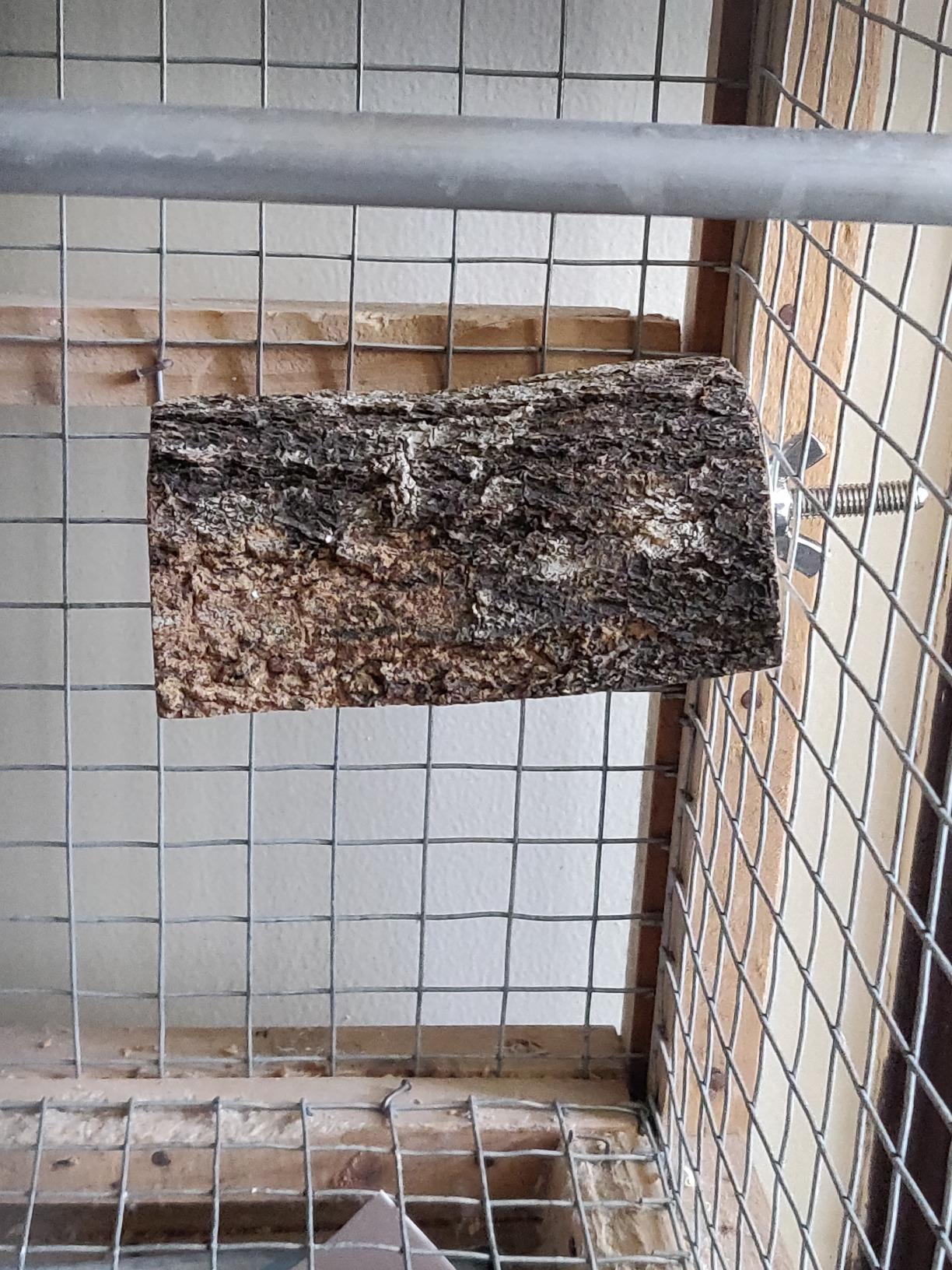 KSK Perch Platform for Bird Cage,Natural Wooden ChewToys Perch Stand ...