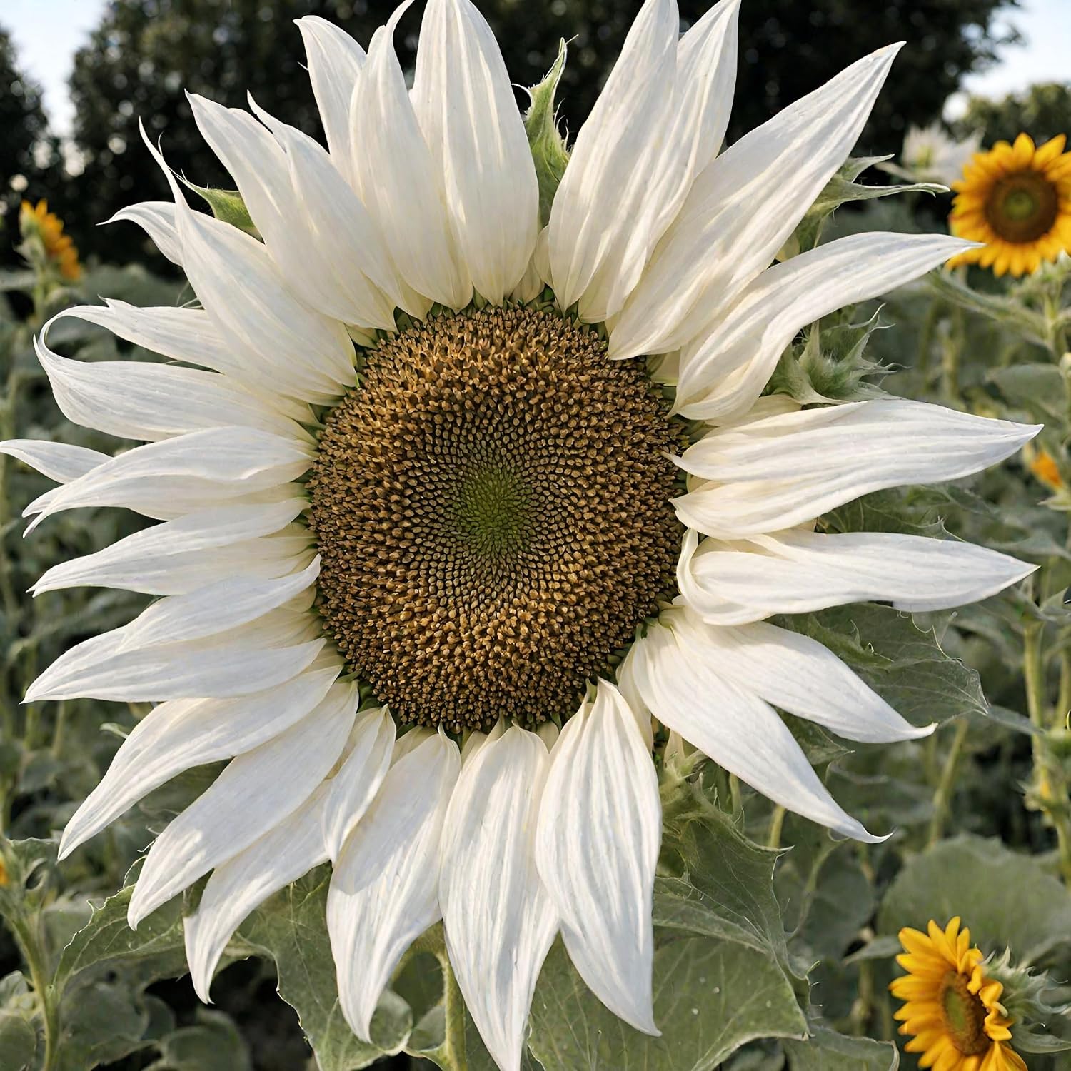Amazon.com : White Sunflower Seeds - 100 Hybrid Seeds for Planting - Bi ...