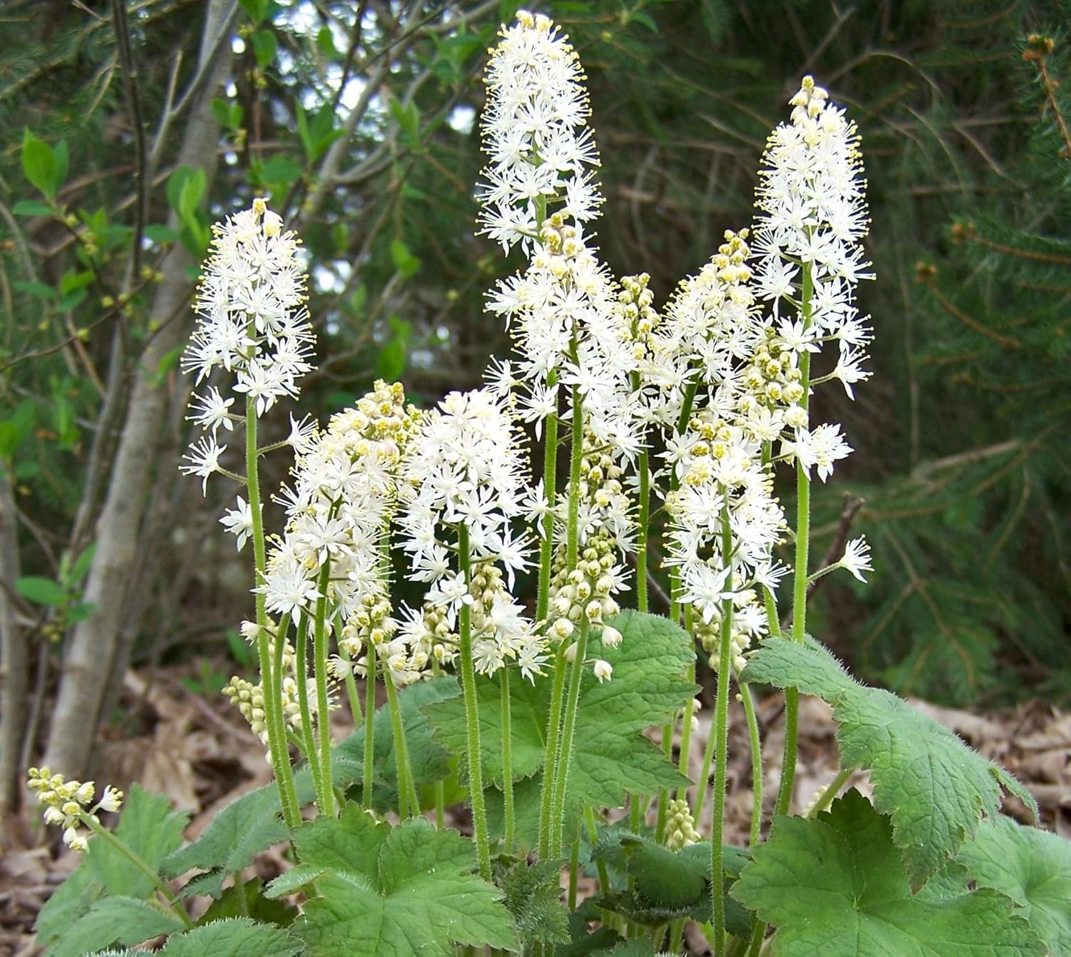 Amazon.com : Foam Flower - Tiarella Cordifolia Perennial Bare Root Live ...