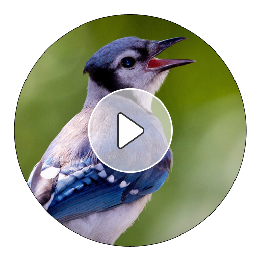 Blue Jay Sounds And Ringtones - App on Amazon Appstore