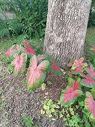 Amazon.com: Caladium Blaze (6 Bulbs)Thrives in Heat and Humidity ...