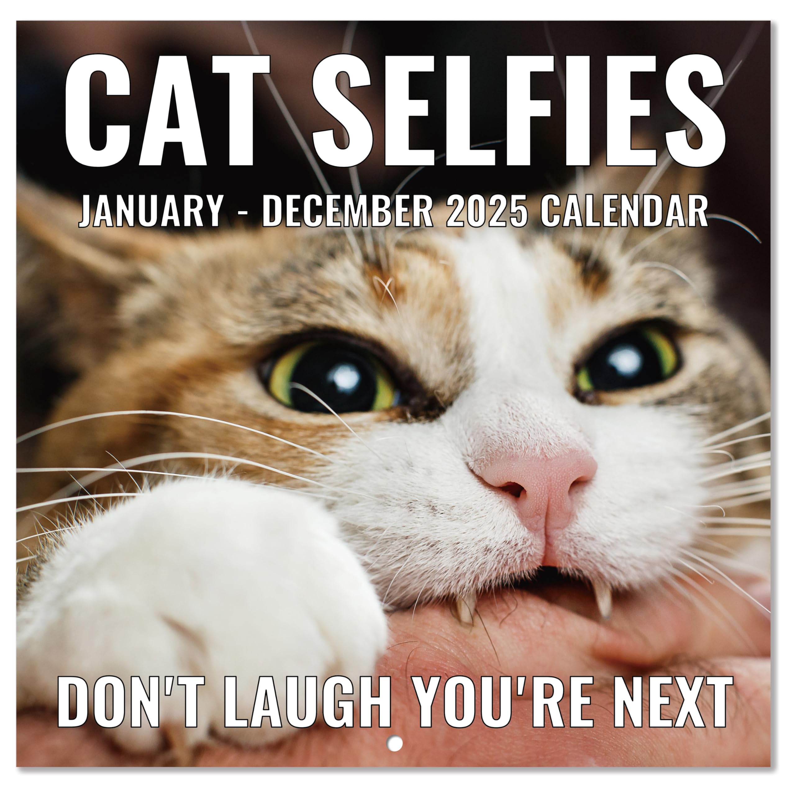 Buy 2025 Wall - Funny Cats 2025, 12" x 24" (Open), Jan 2025 - Dec 2025 ...