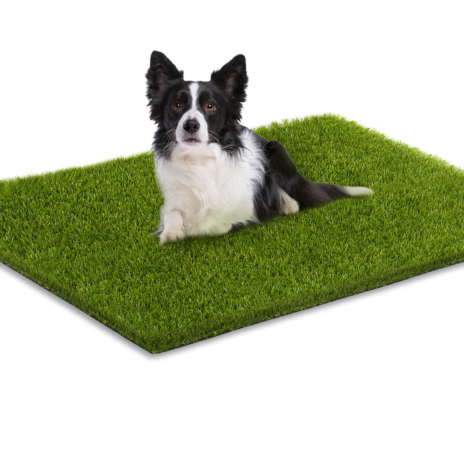 CooRug Artificial Grass, 36 x 24 Inches Realistic Fake Grass for Dogs ...