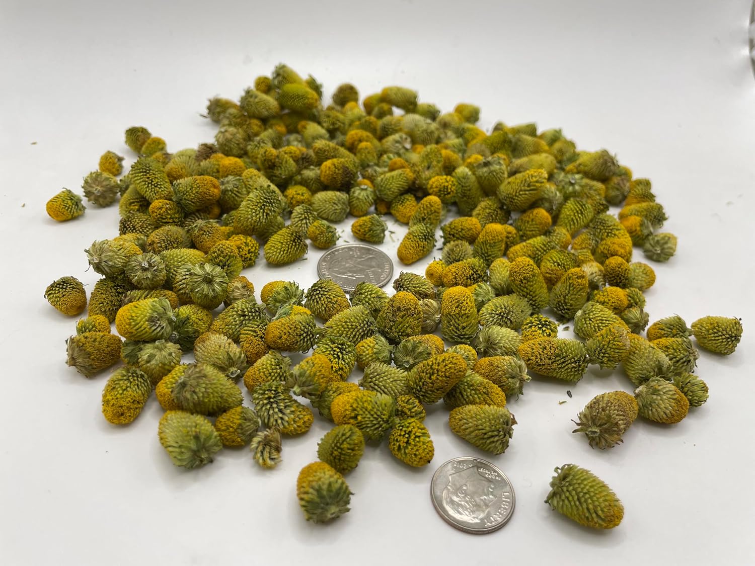 Amazon.com : DRIED Buzz Buttons Edible Flowers aka Spilanthes aka ...